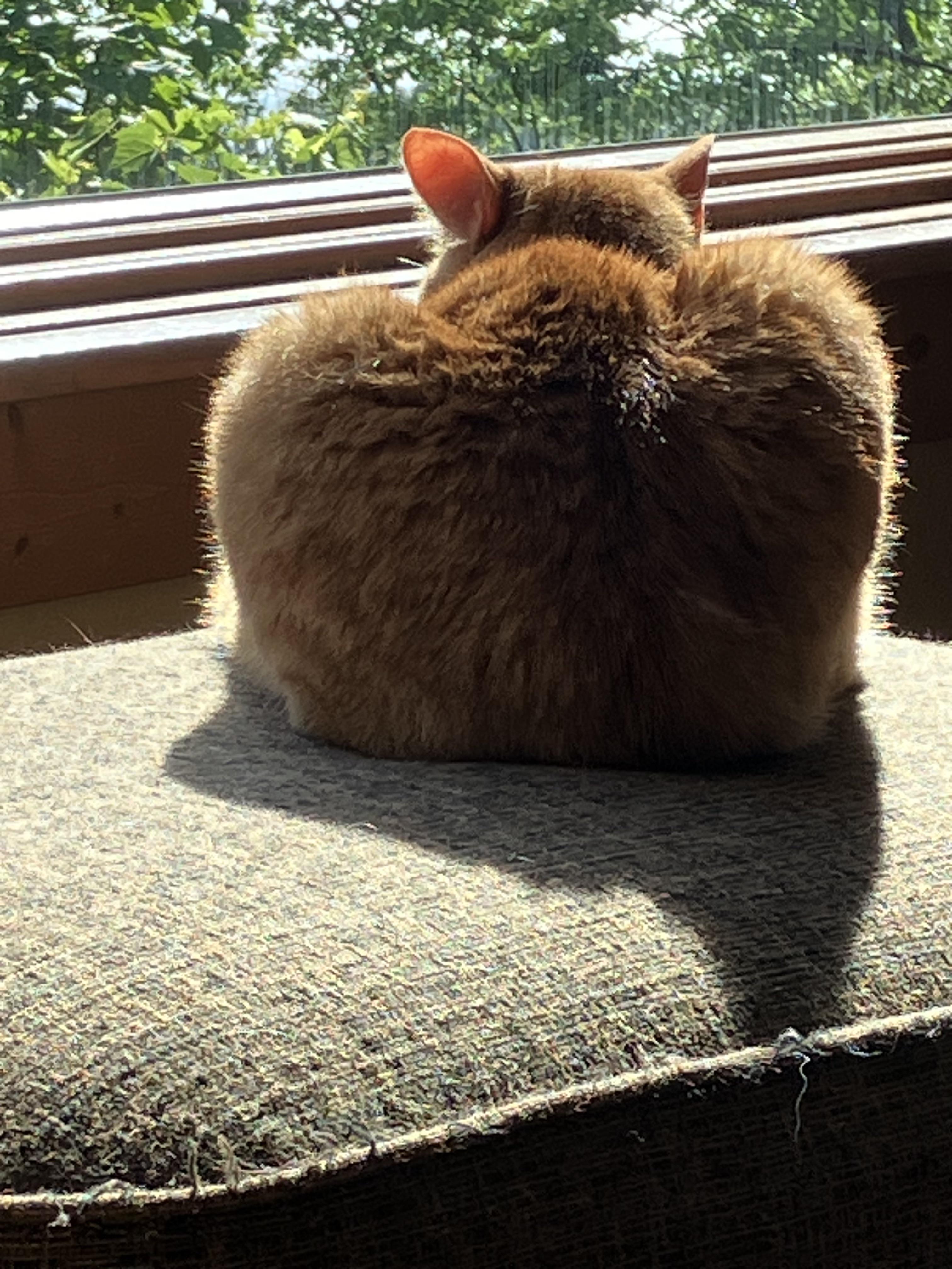 I like Big Butts | Scrolller