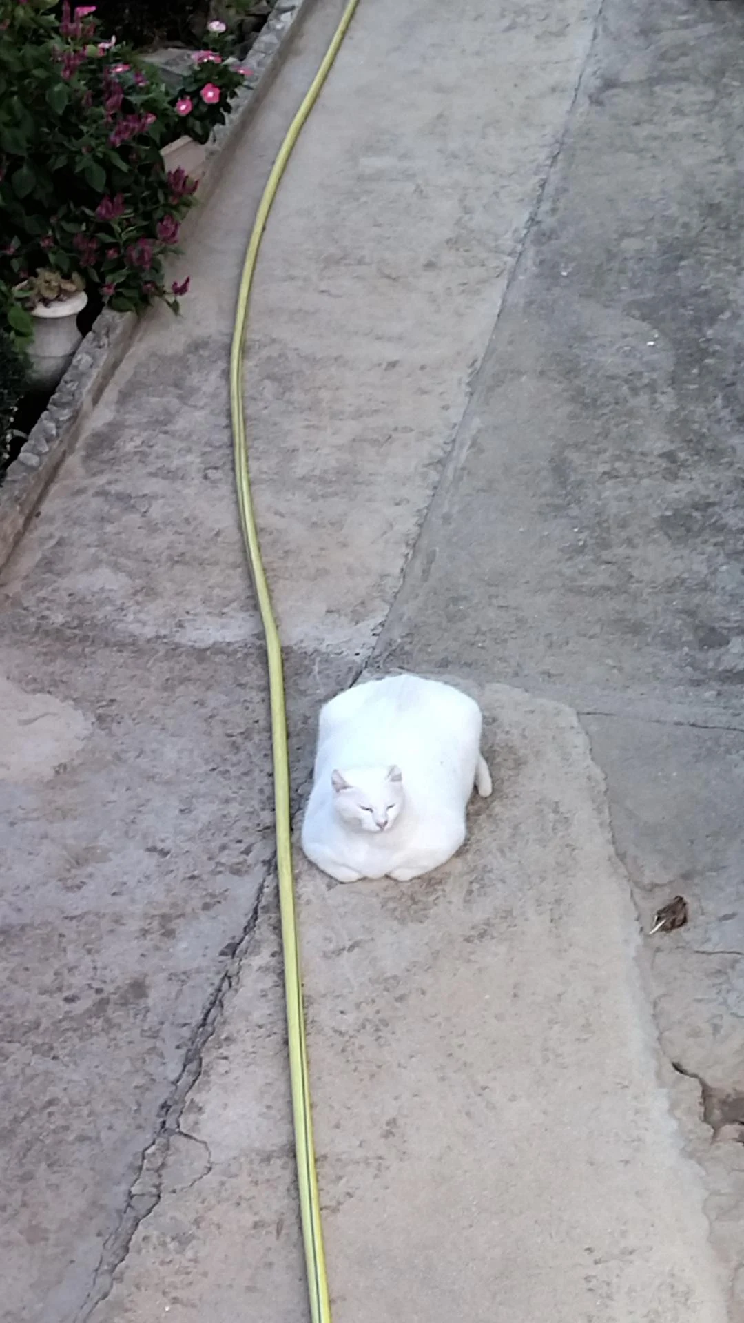 White rectangle bread | Scrolller