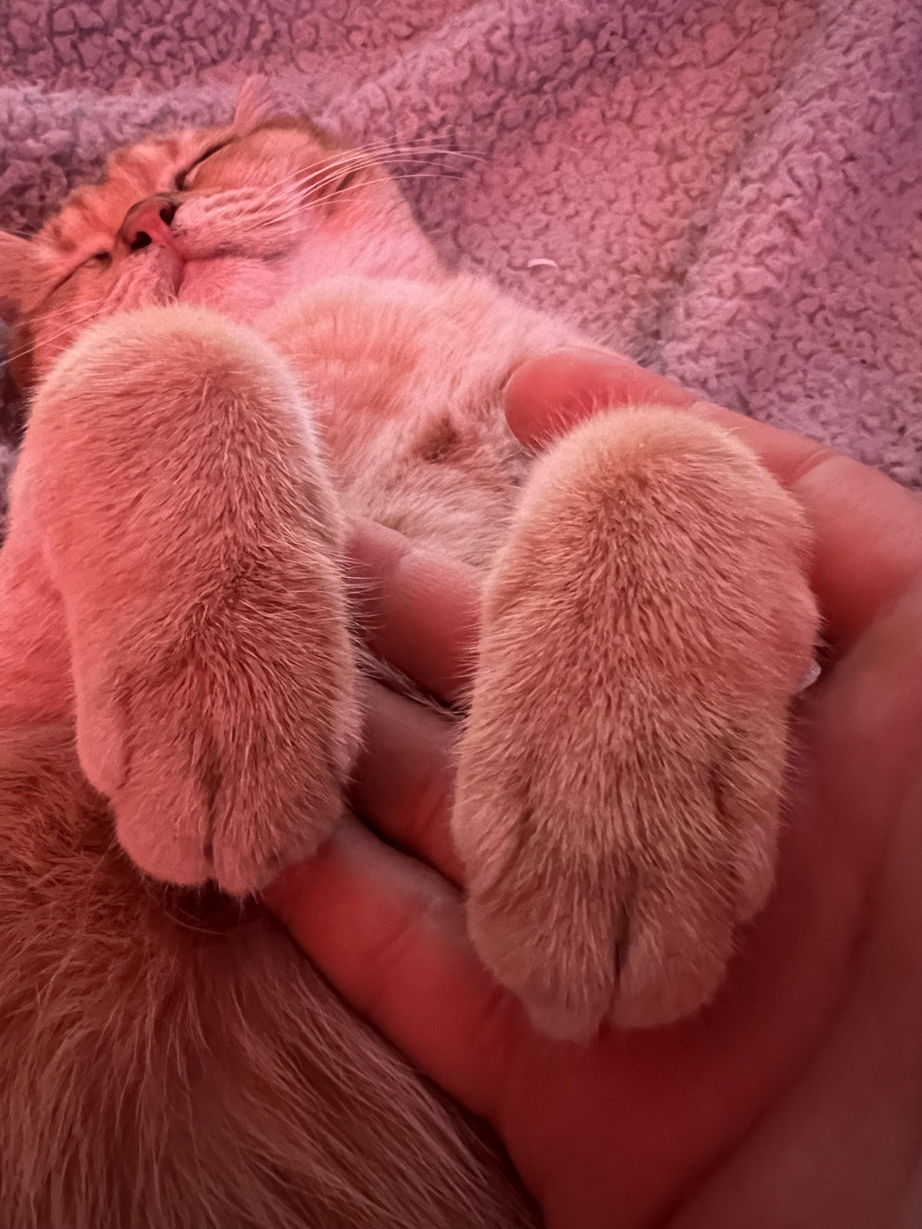 chubby paws | Scrolller
