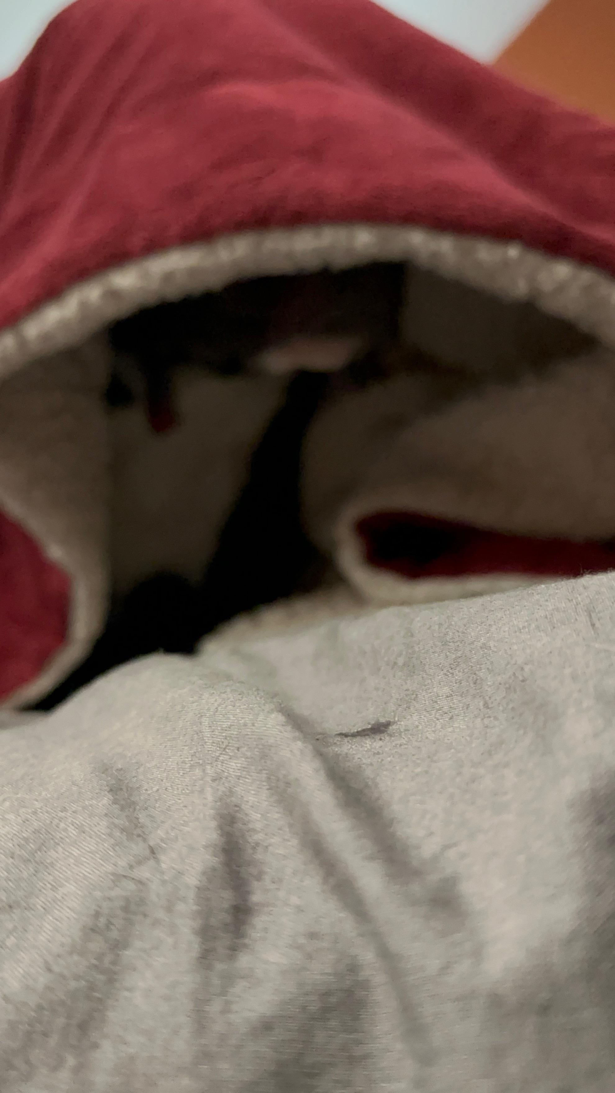 Execute Order 66 | Scrolller