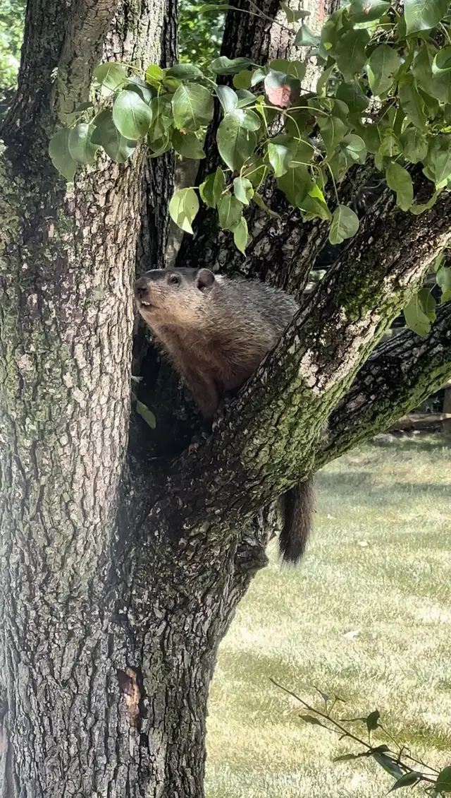 I didn’t know squirrels got this large. | Scrolller