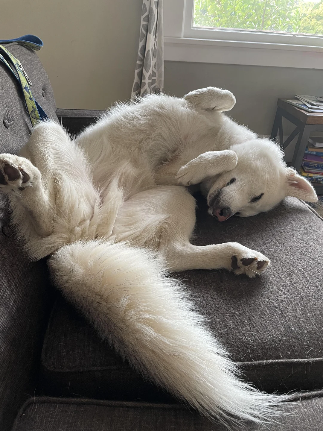 Huskies sleeping, belly up… | Scrolller