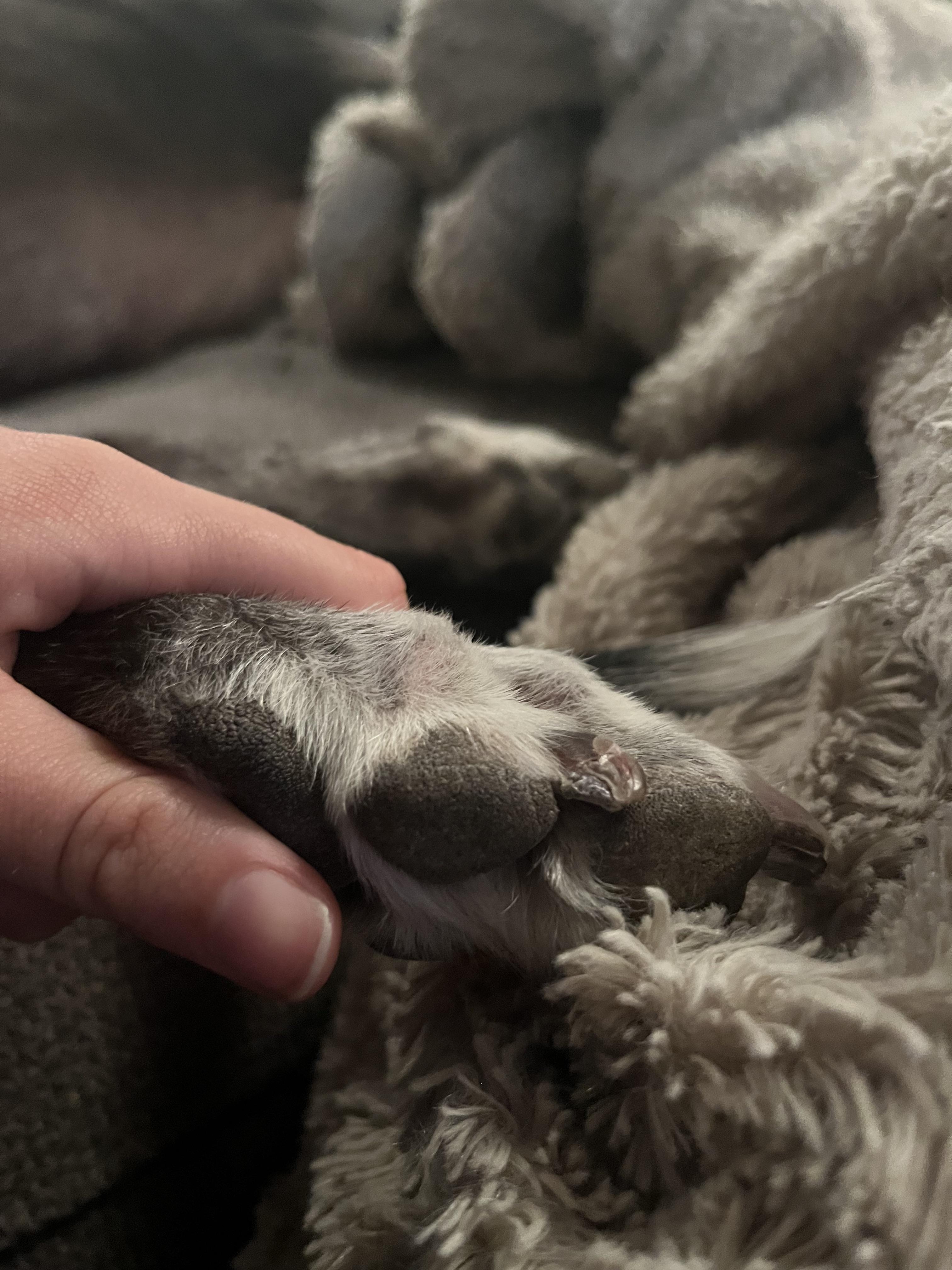 Broken claw | Scrolller