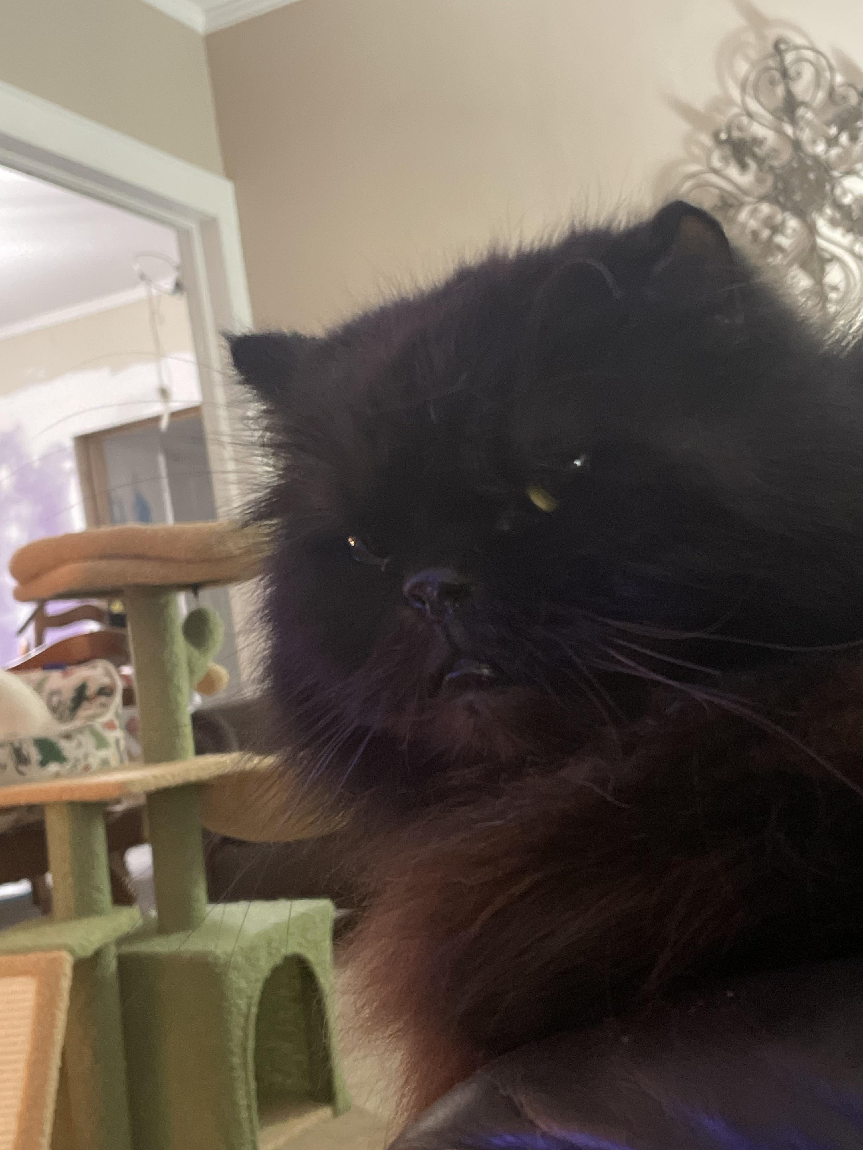 My Floof “smokey bear” keeps being told he looks like the grinch | Scrolller