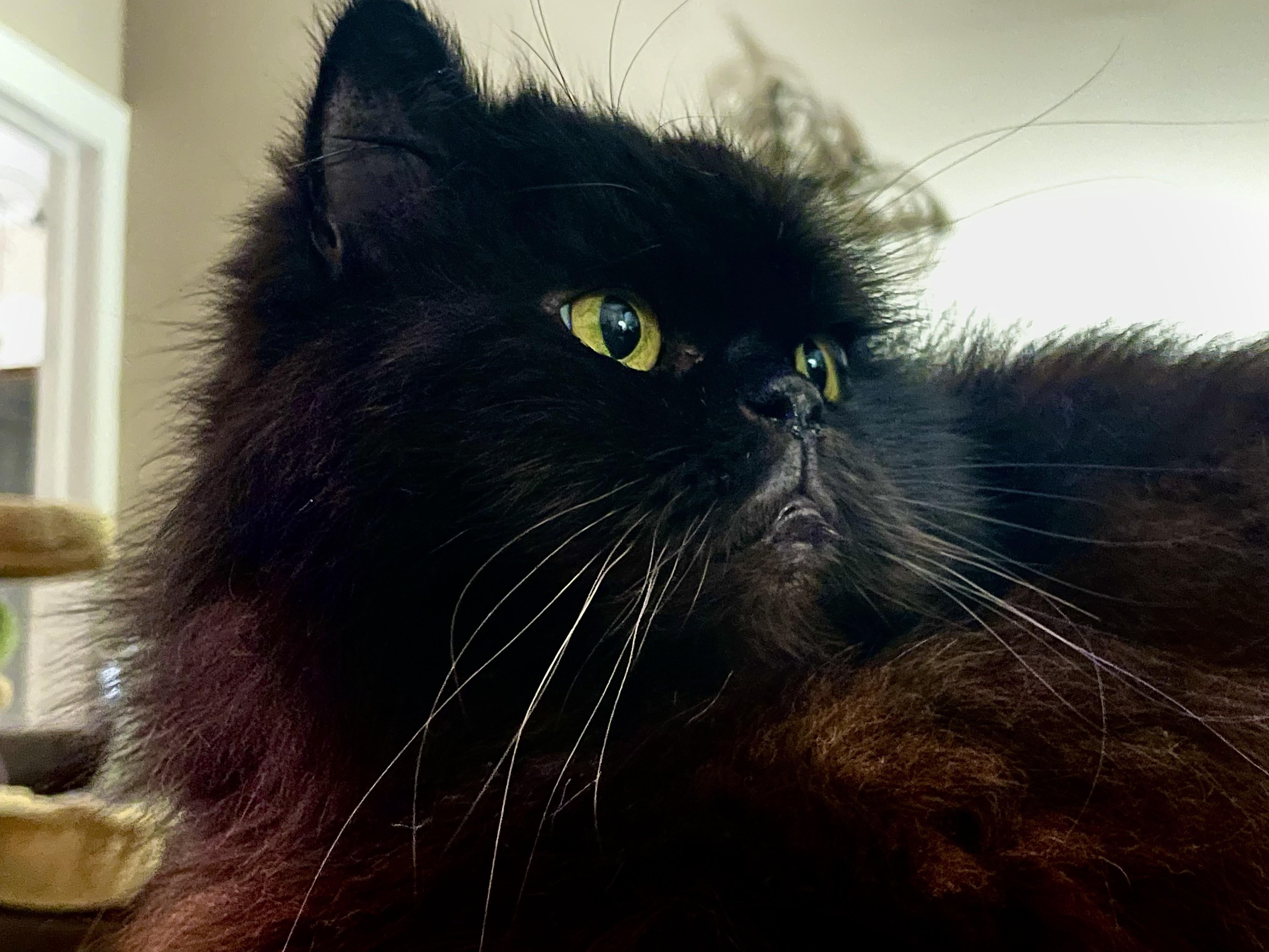 Discover more like Floof: My Floof “smokey bear” keeps being told he looks like the grinch and ...