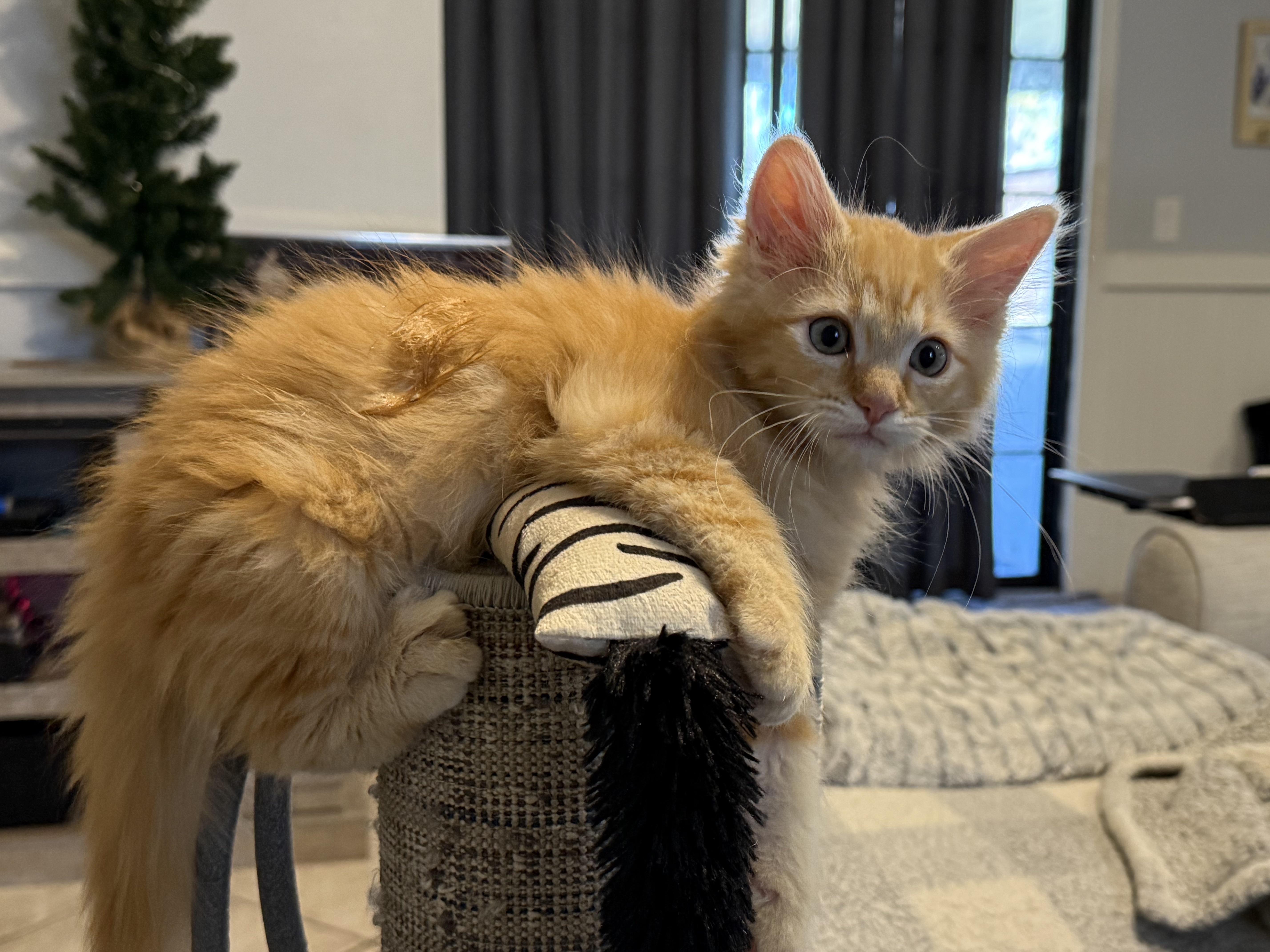 Floof in training. | Scrolller