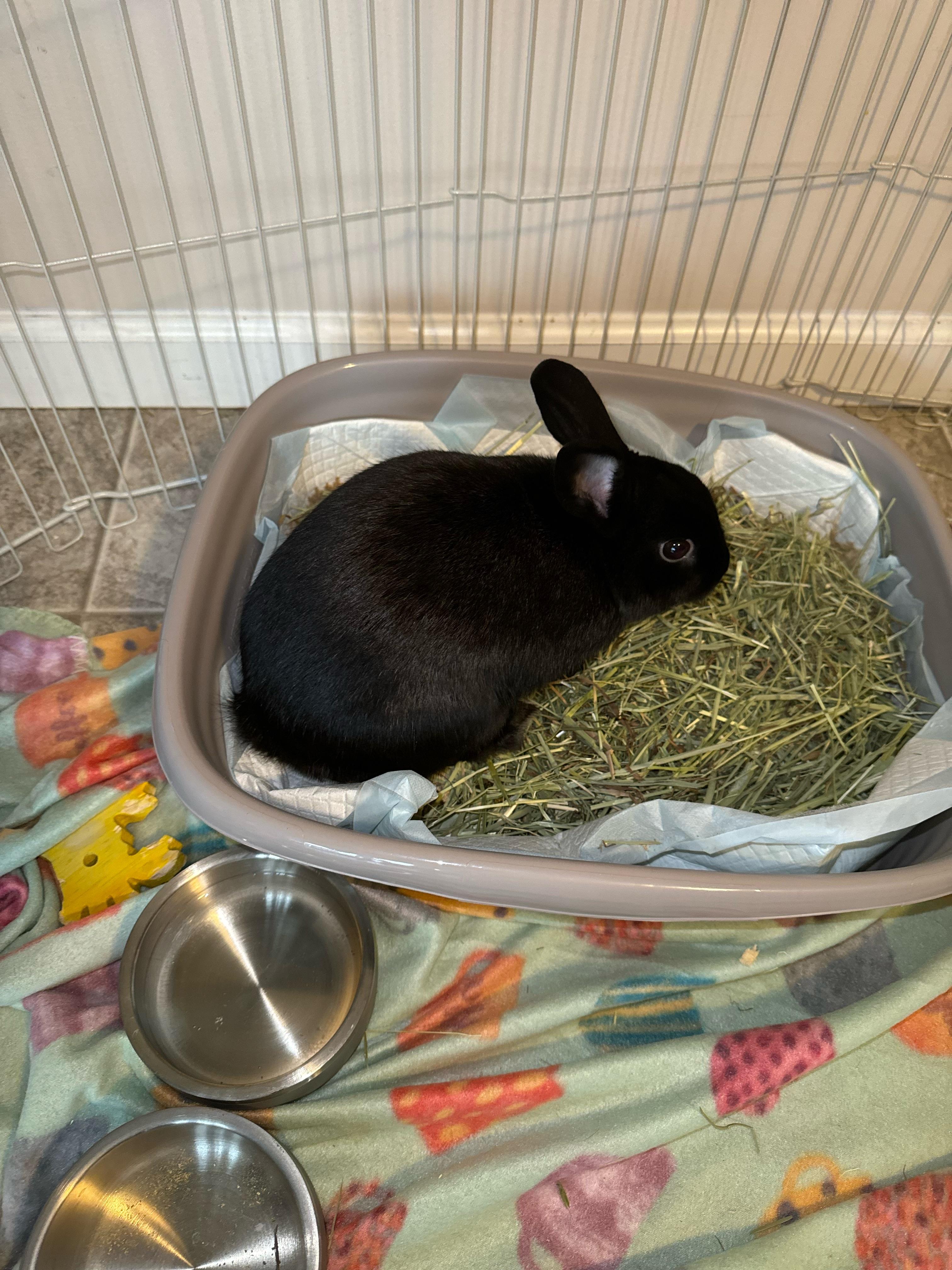 Help identifying breed | Scrolller