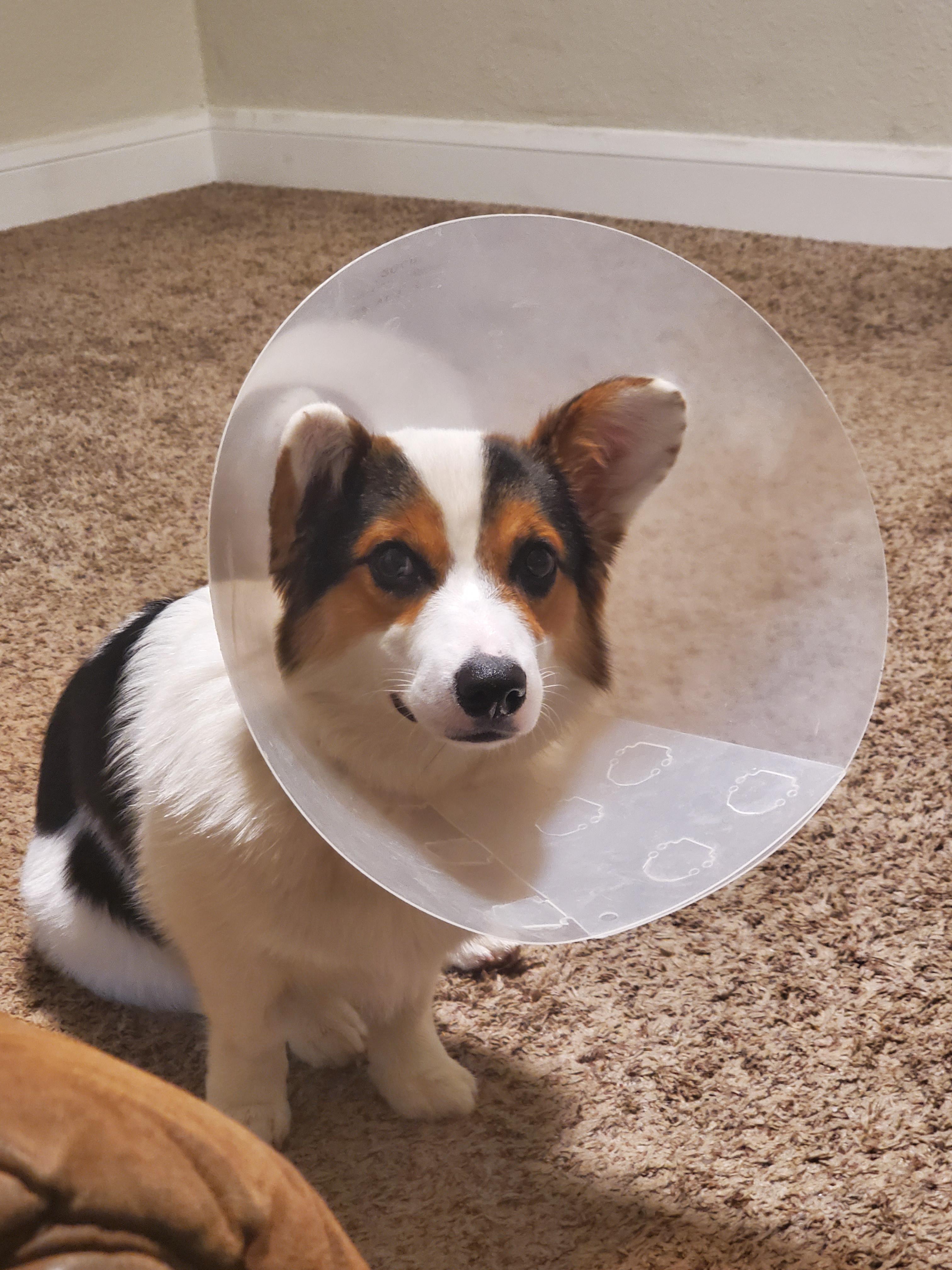 Show us your corgi in a cone | Scrolller