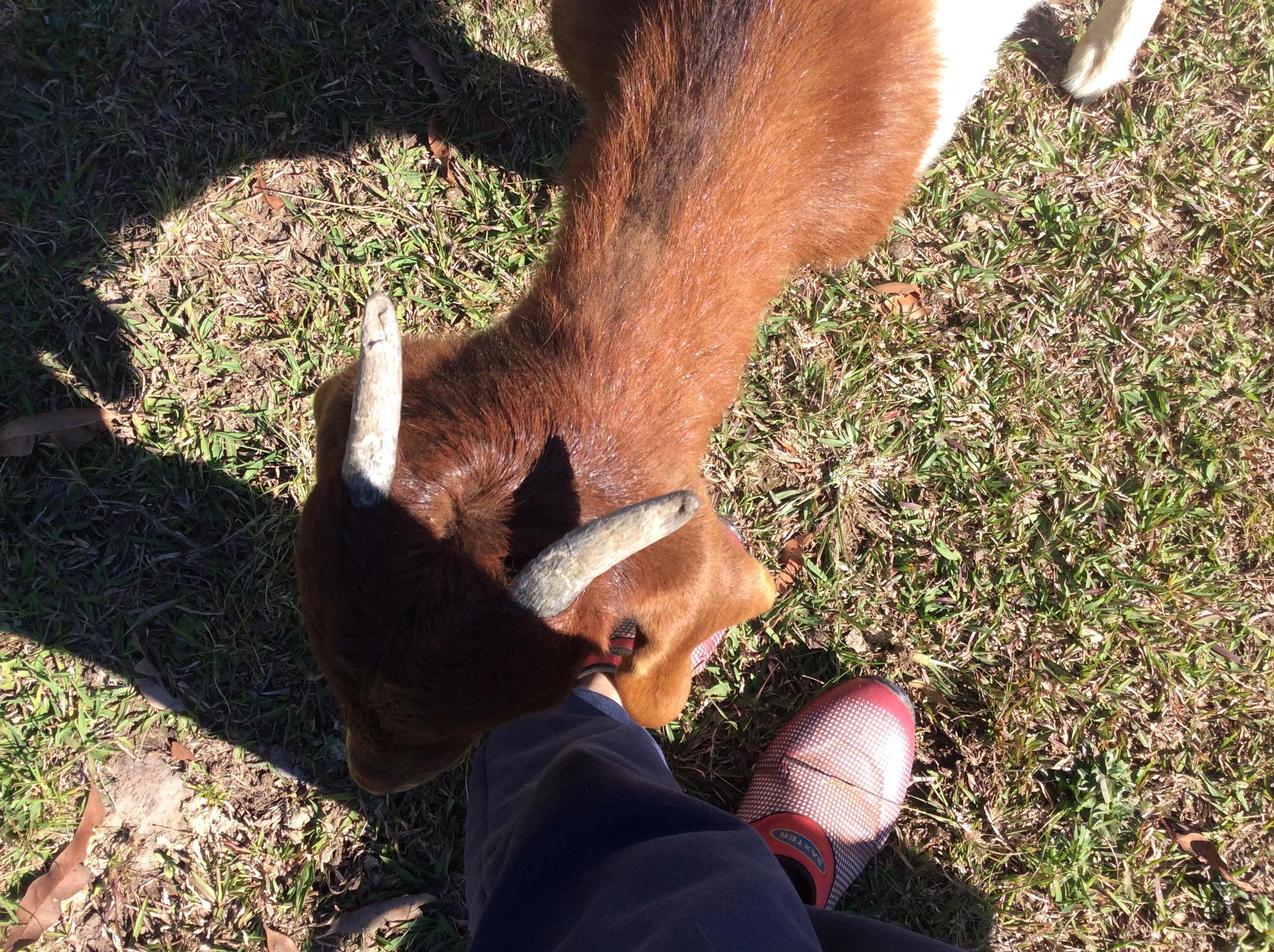 (OC) South African Boer Goats Are Adorable | Scrolller