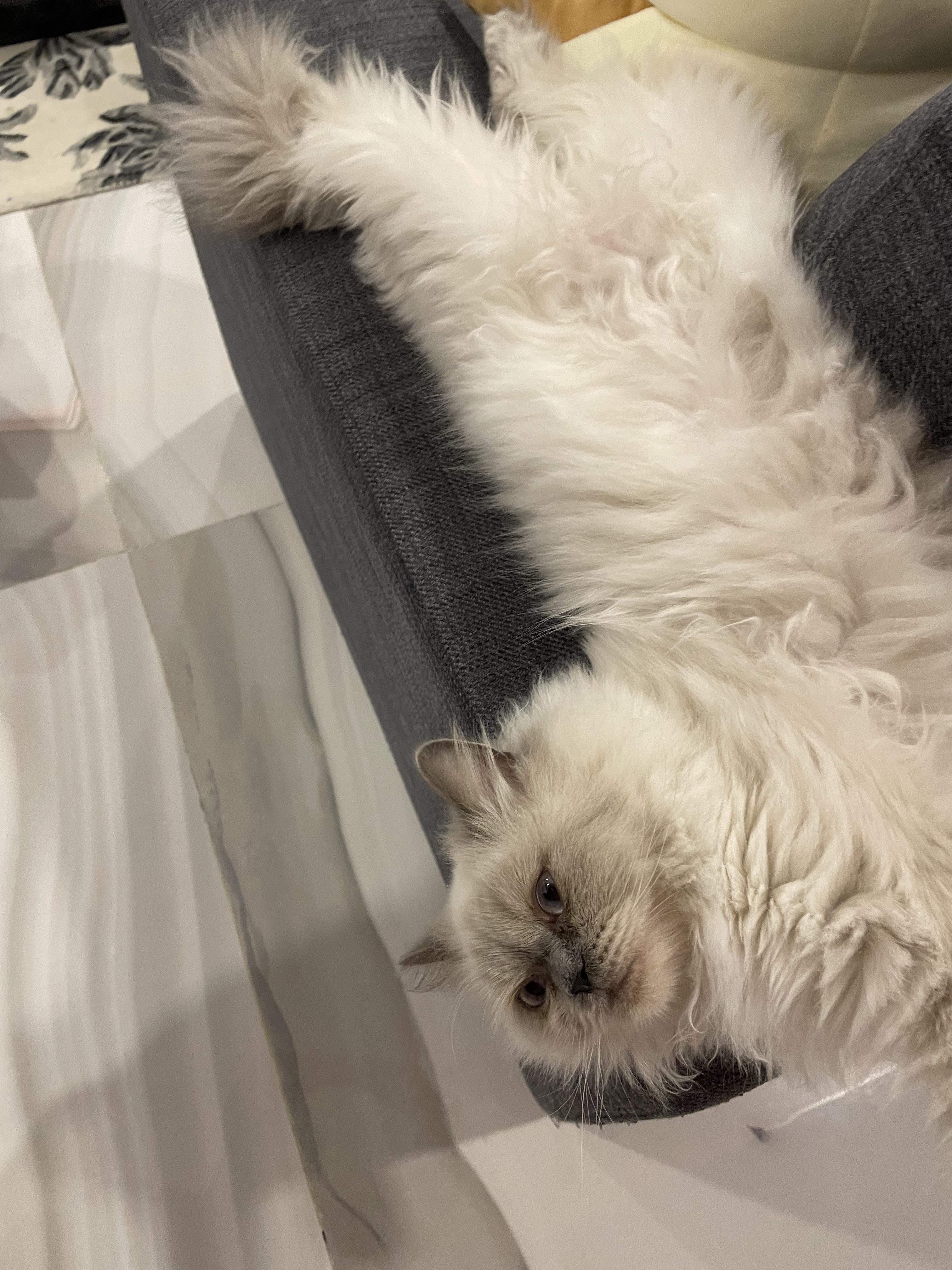 Praise Da Floof Belly | Scrolller