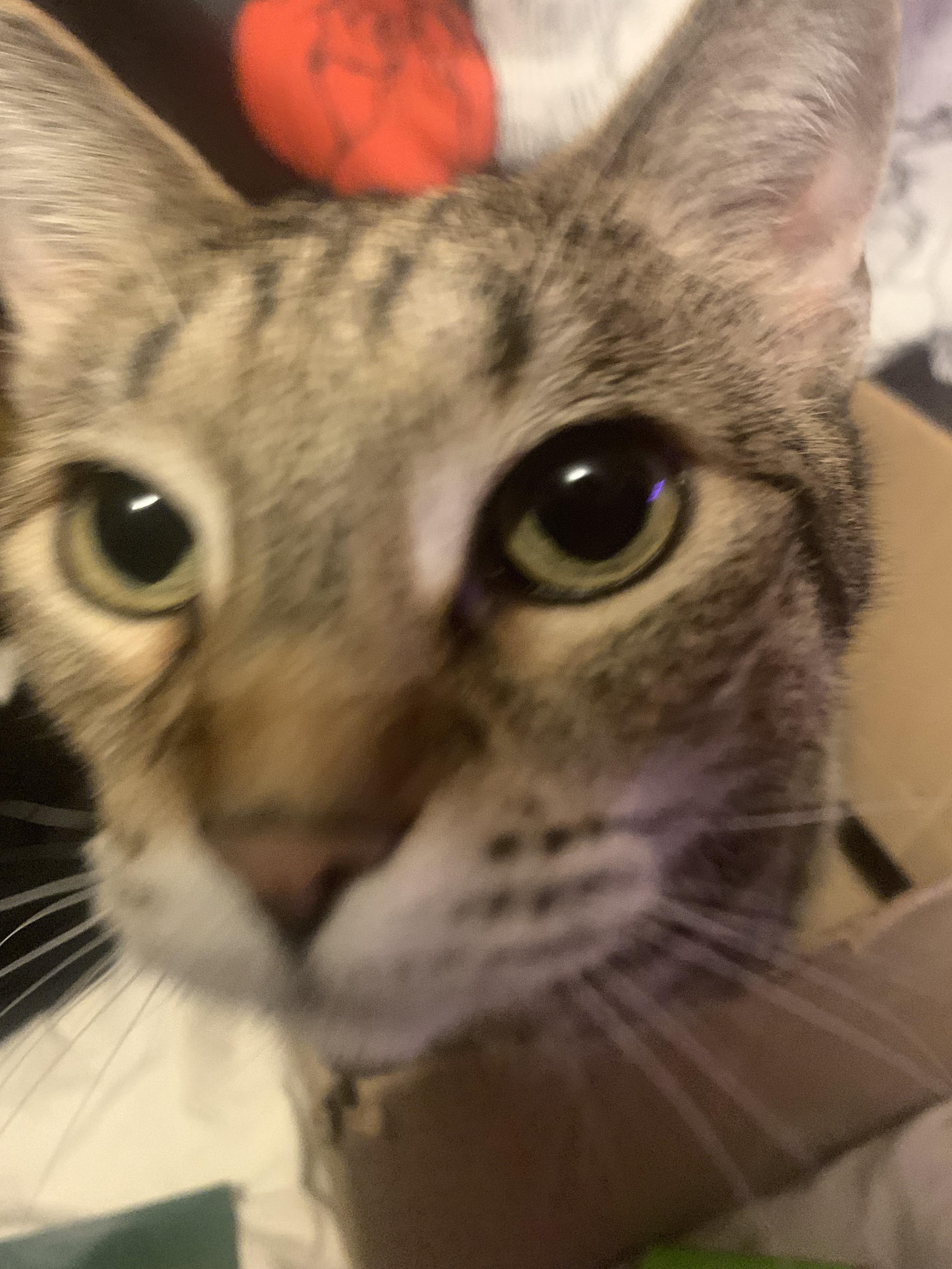 [OC] Perfectly timed photos | Scrolller