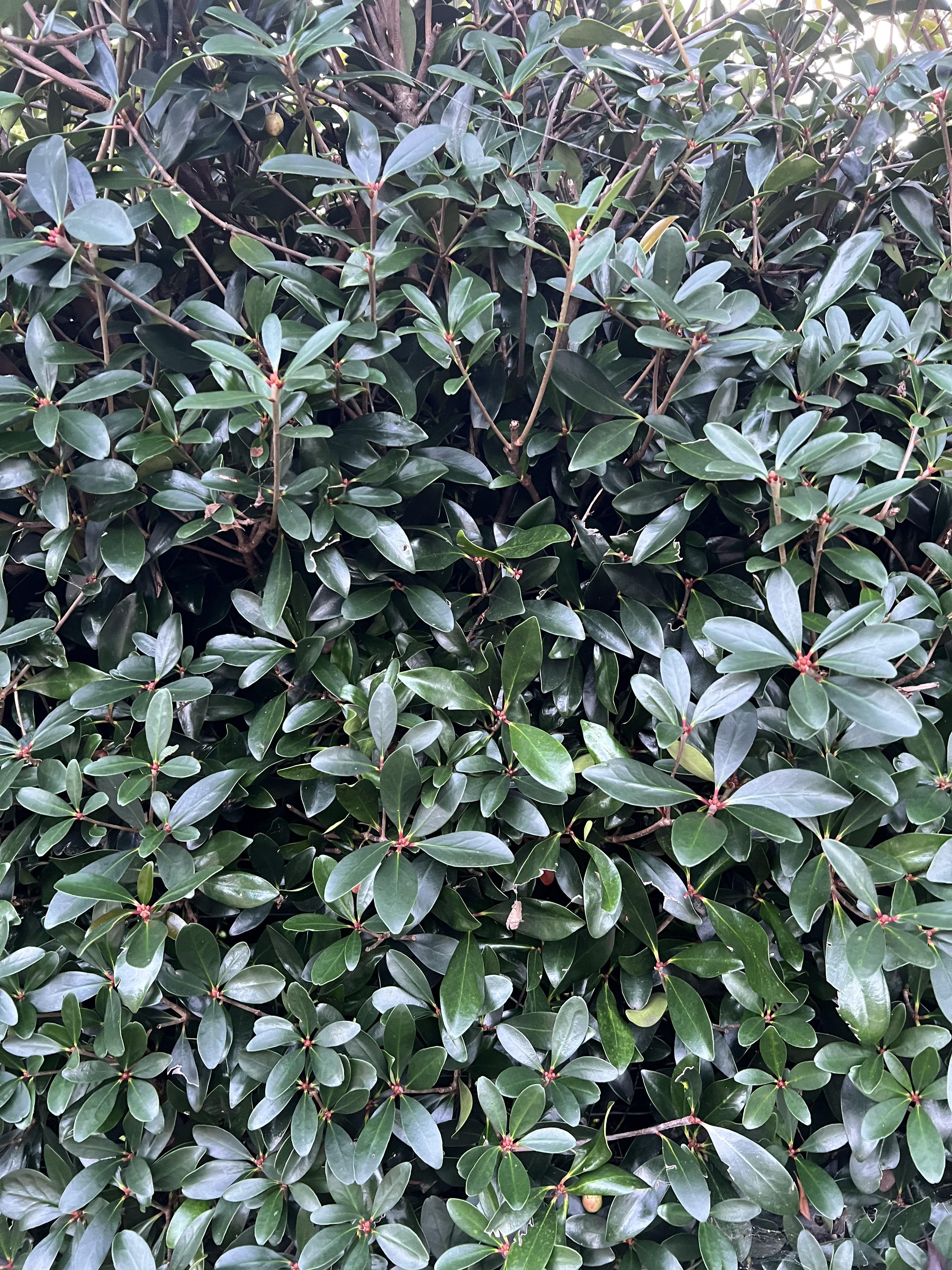 What hedge is this | Scrolller