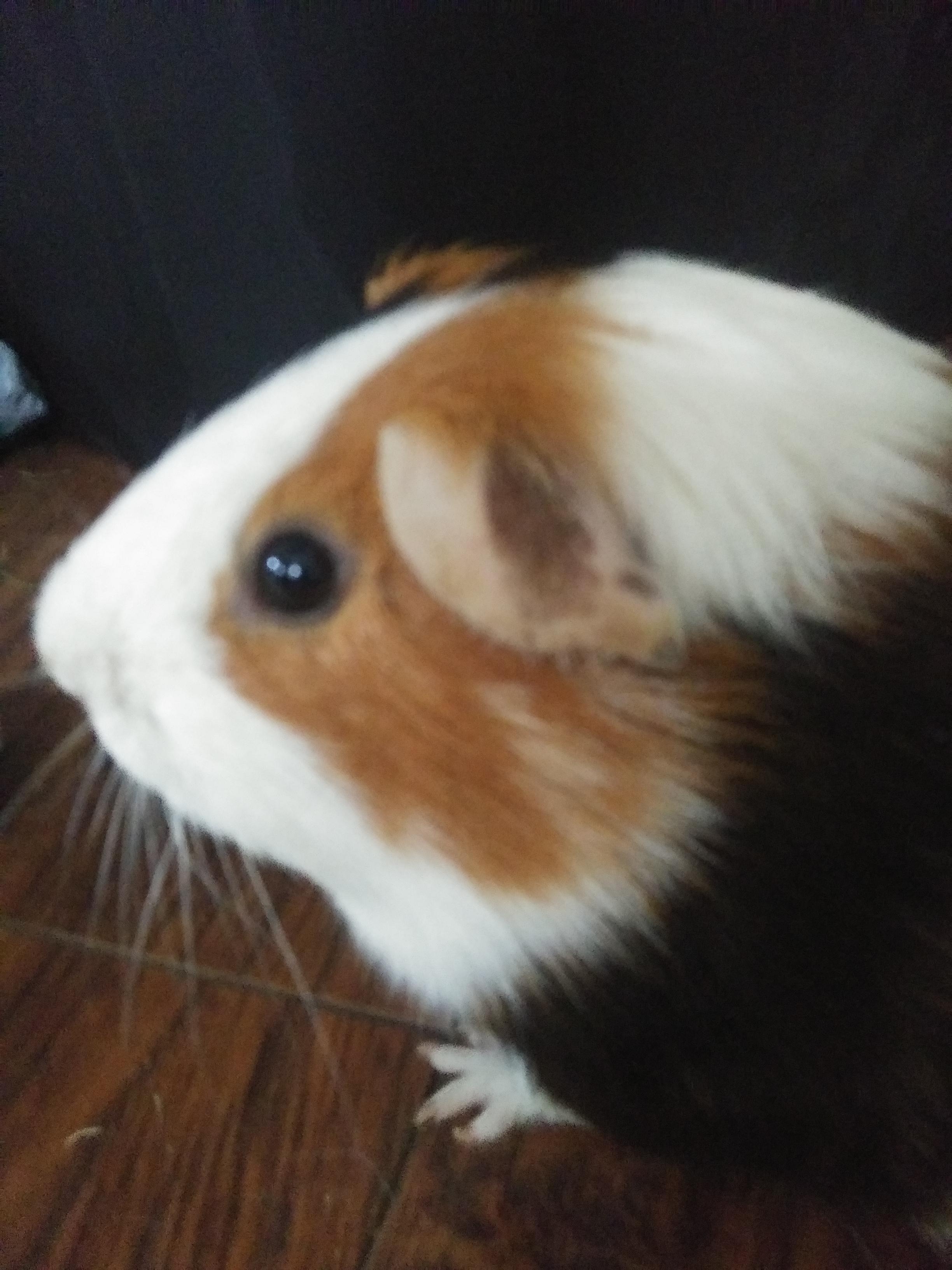 Meet my pigs, peanut and s'mores | Scrolller