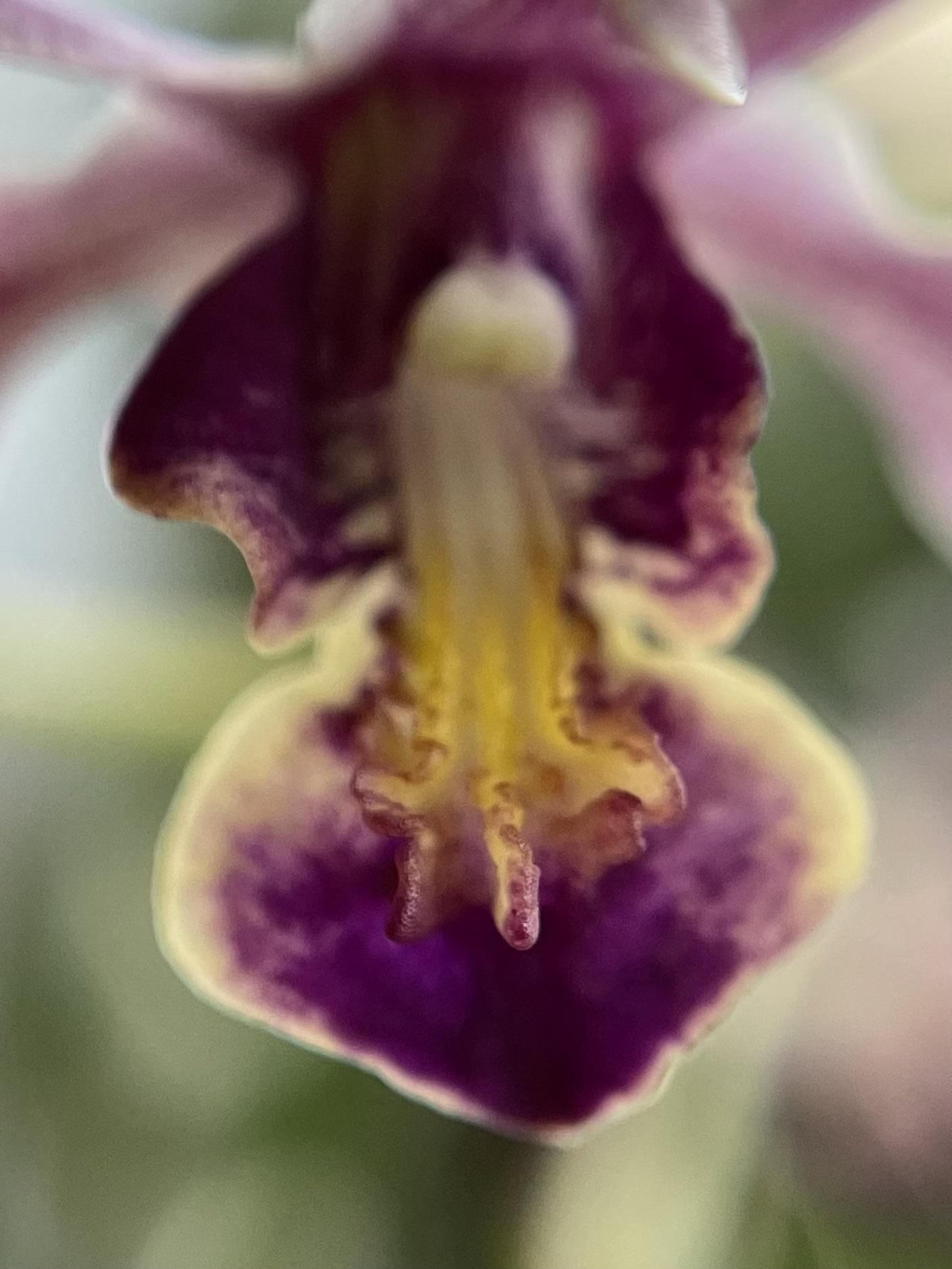 Lots of my orchids in full bloom right now, with more on the way too! | Scrolller