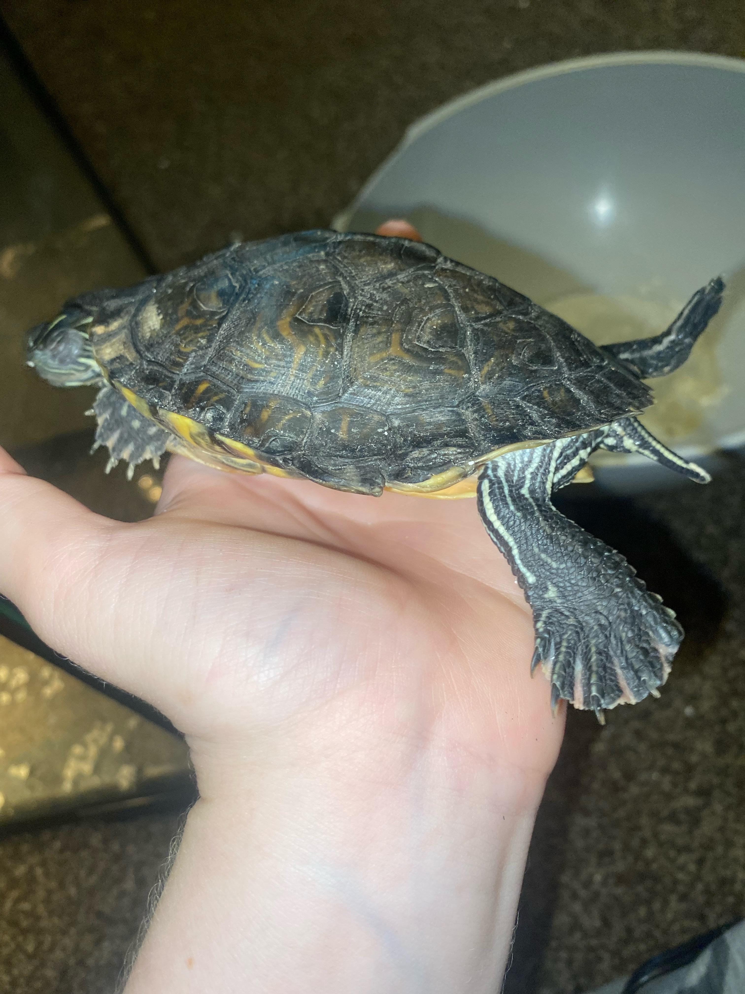 Why does my turtle have layers? | Scrolller