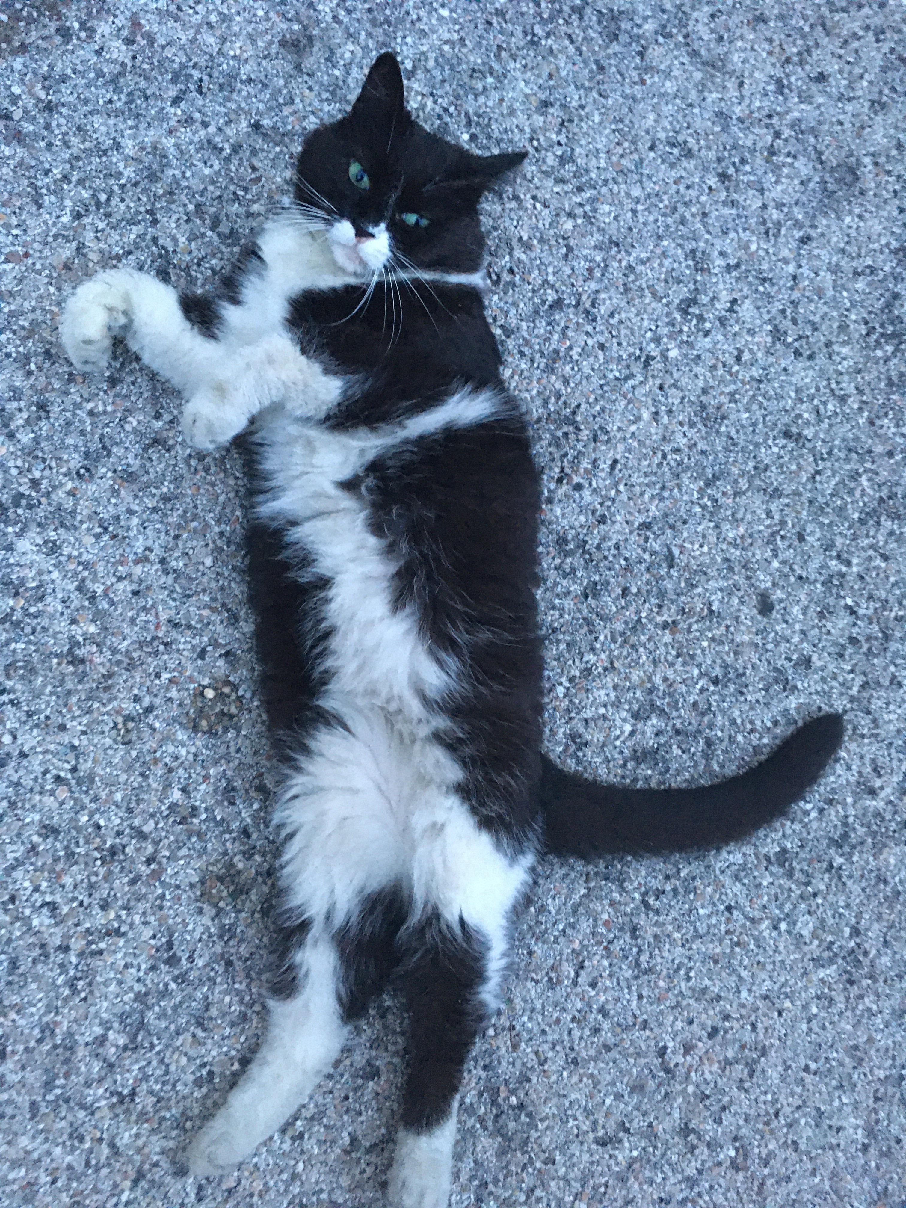 Mimie my friend she’s a street cat | Scrolller