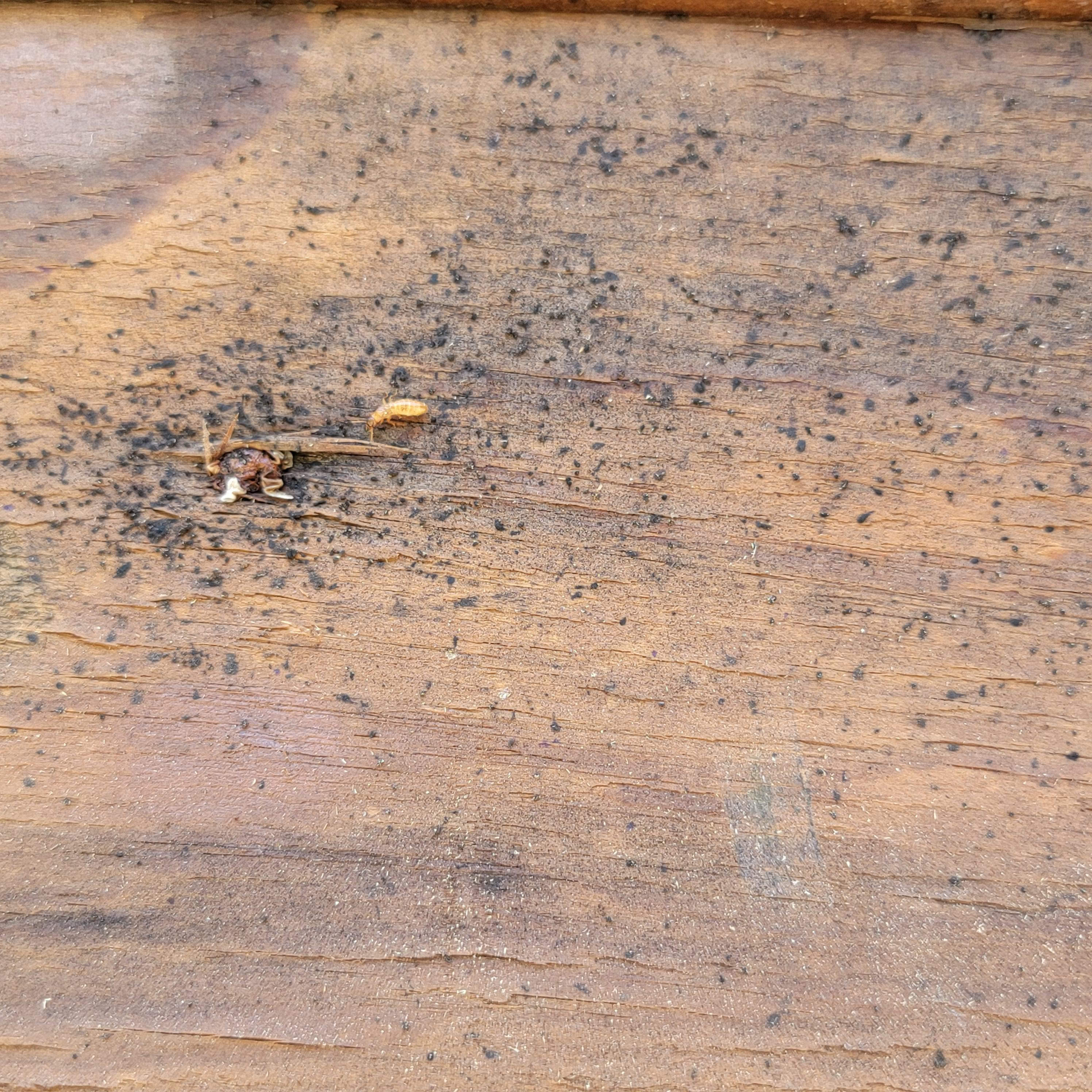 Is this termite damage? | Scrolller