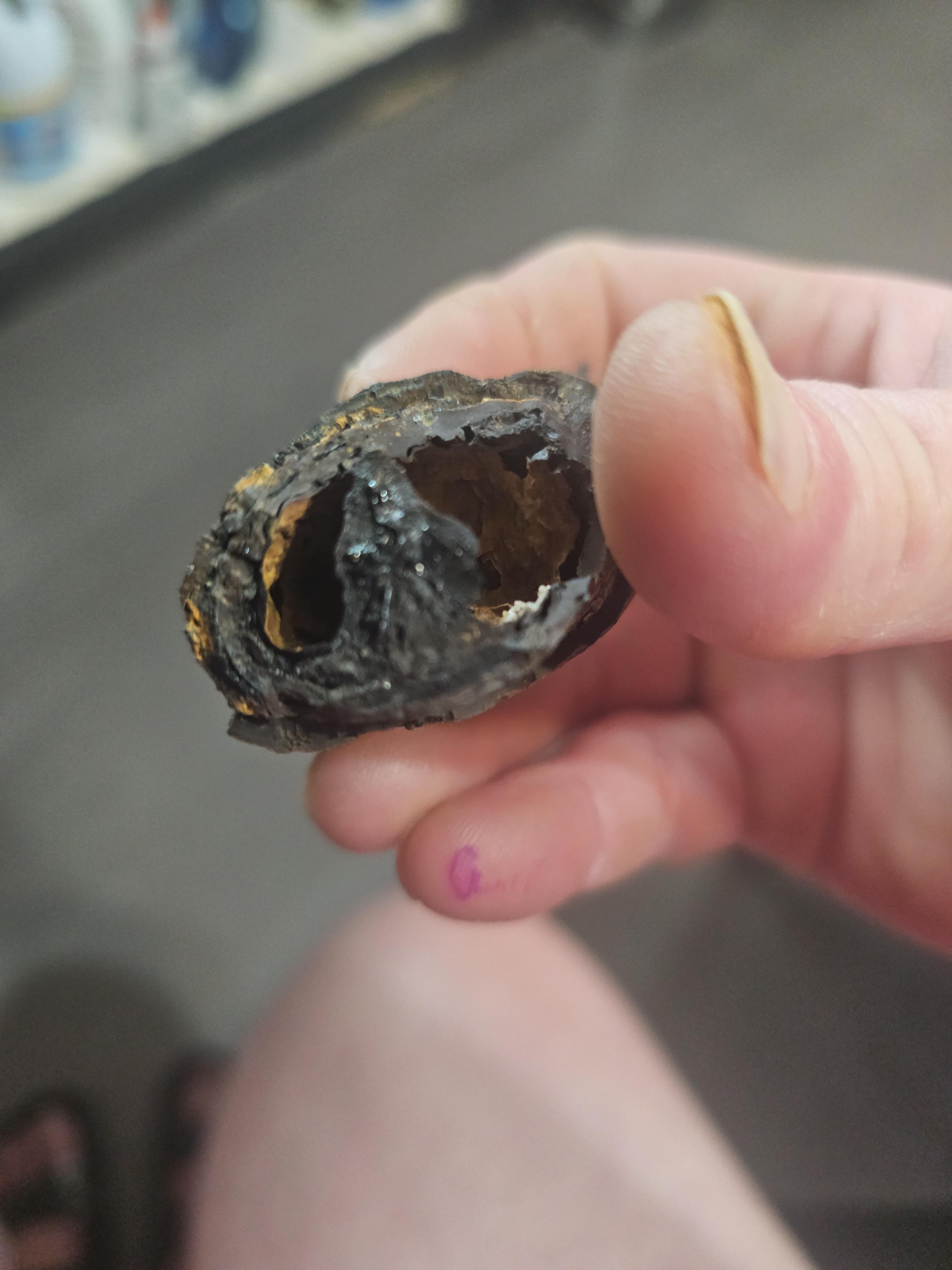 Could this be a fossilized tooth? | Scrolller