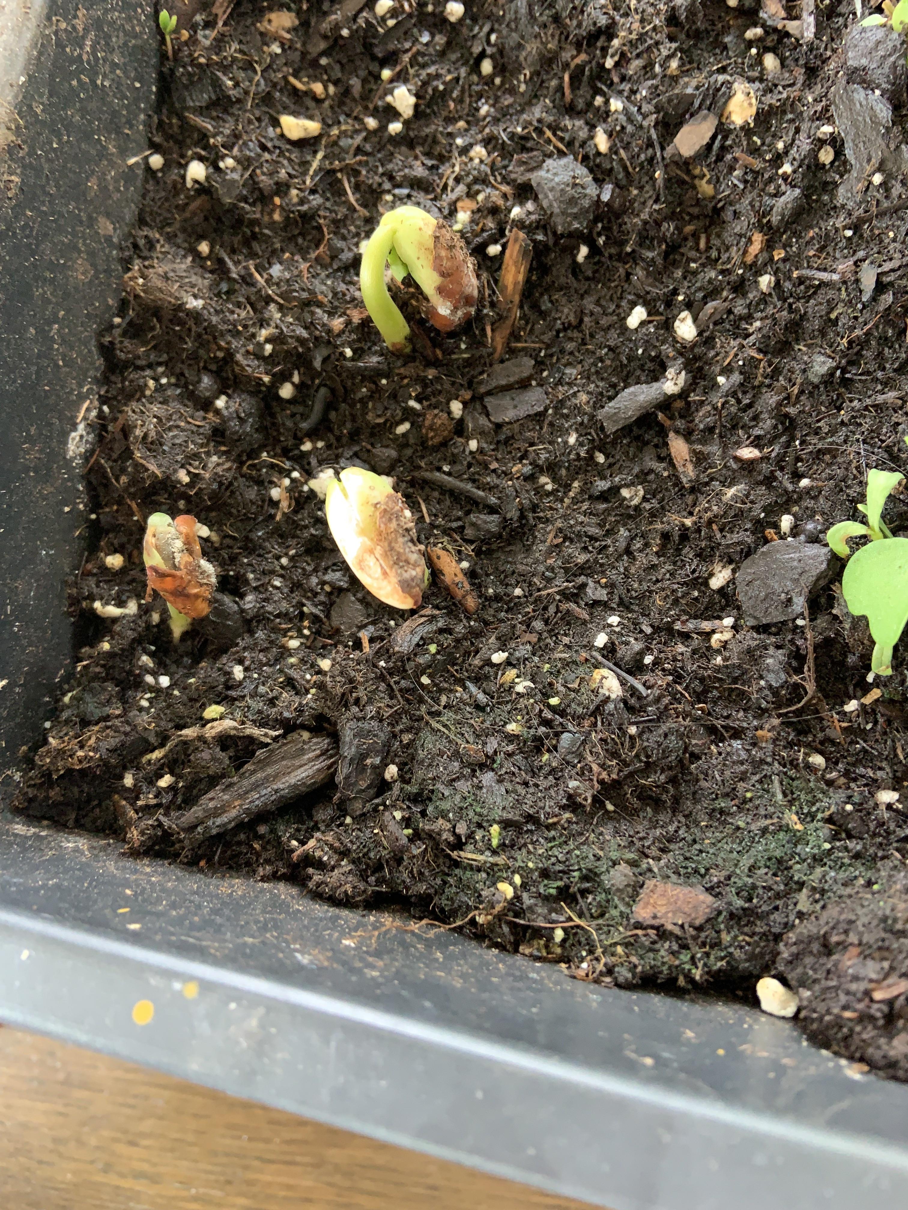 Mystery seed | Scrolller