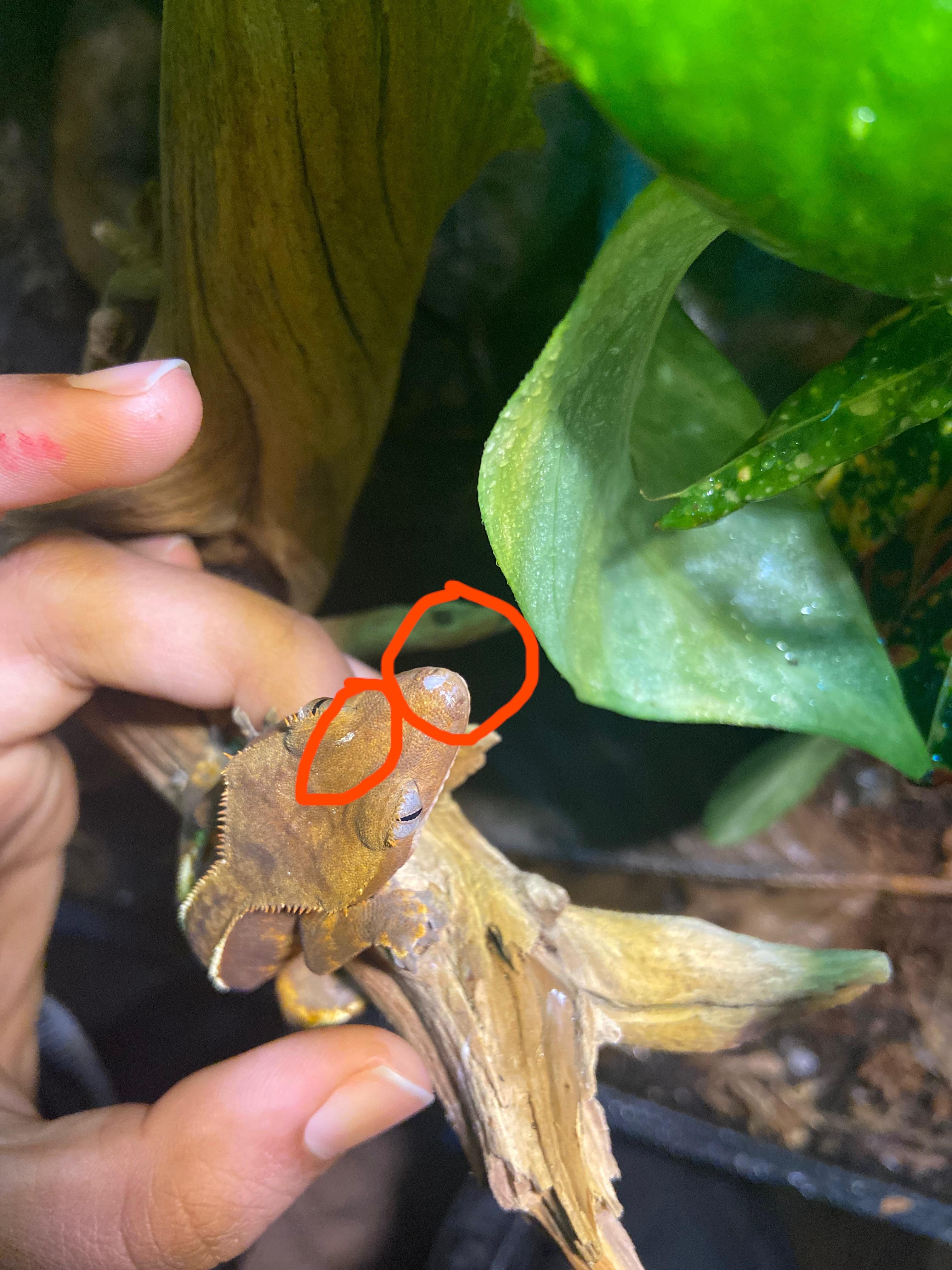 What are these marks | Scrolller