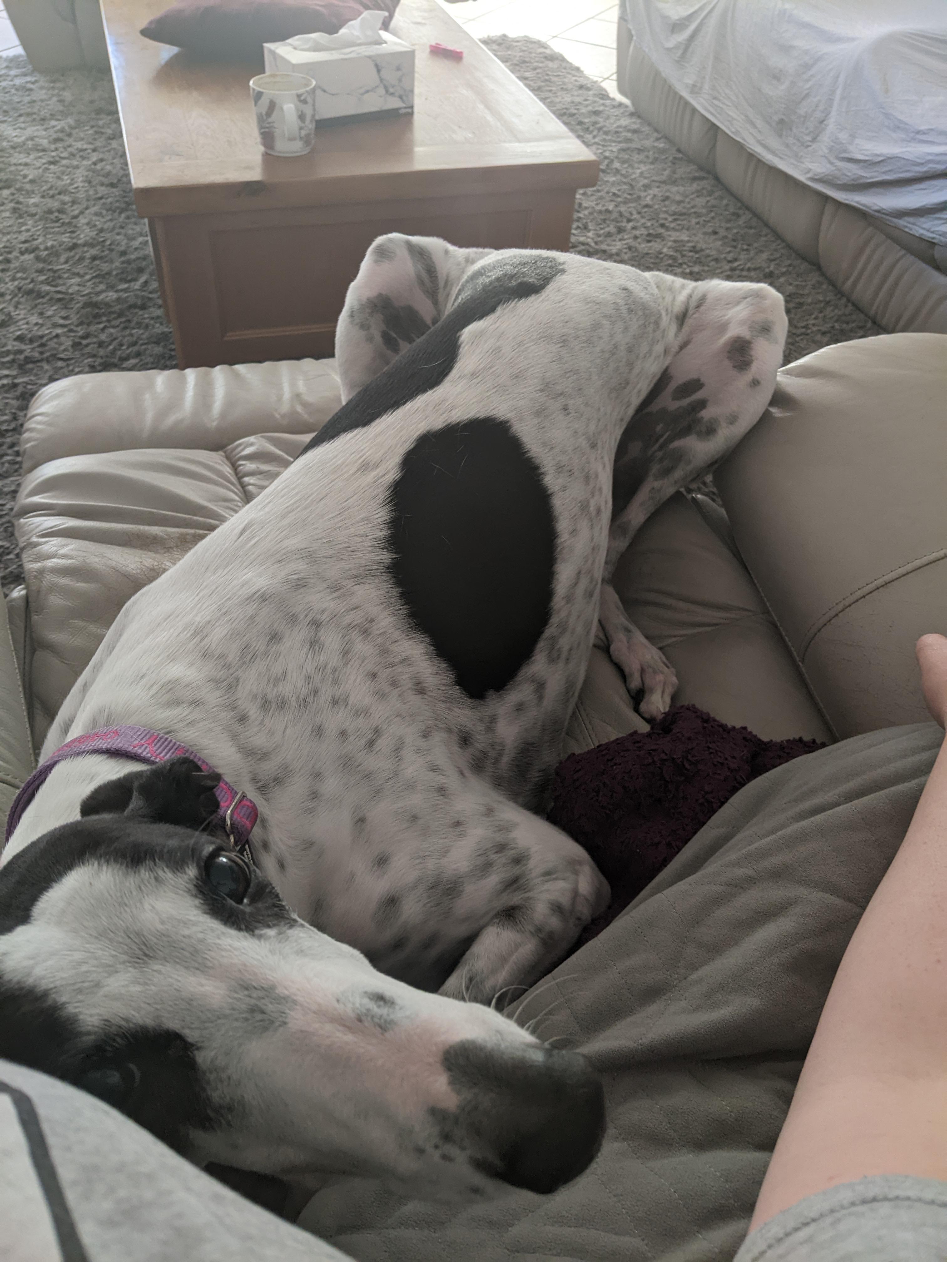 Discover more like Greyhounds: My Spotty Dottie being awkward as hell and Related Content ...