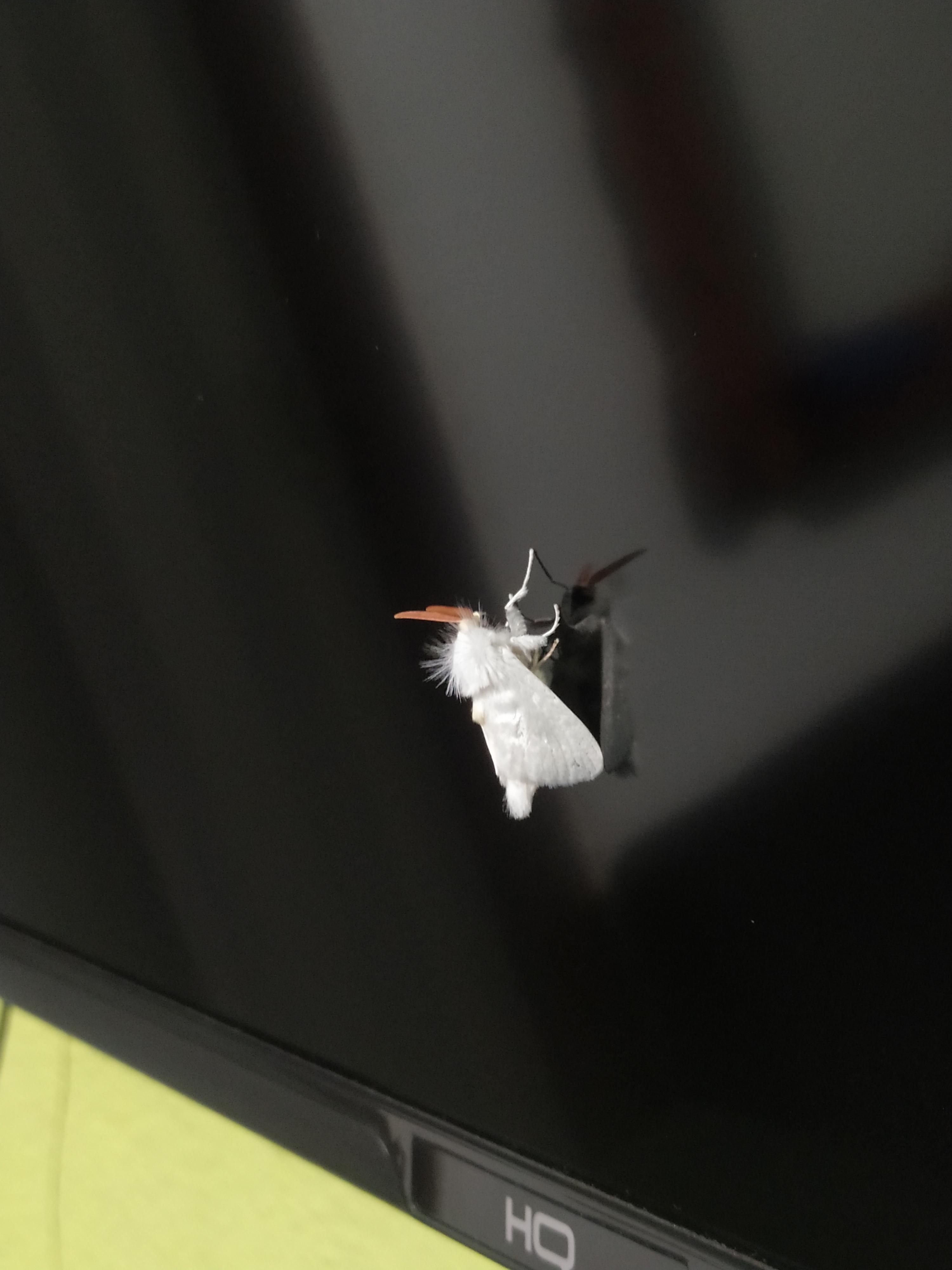 Furry white Moth | Scrolller