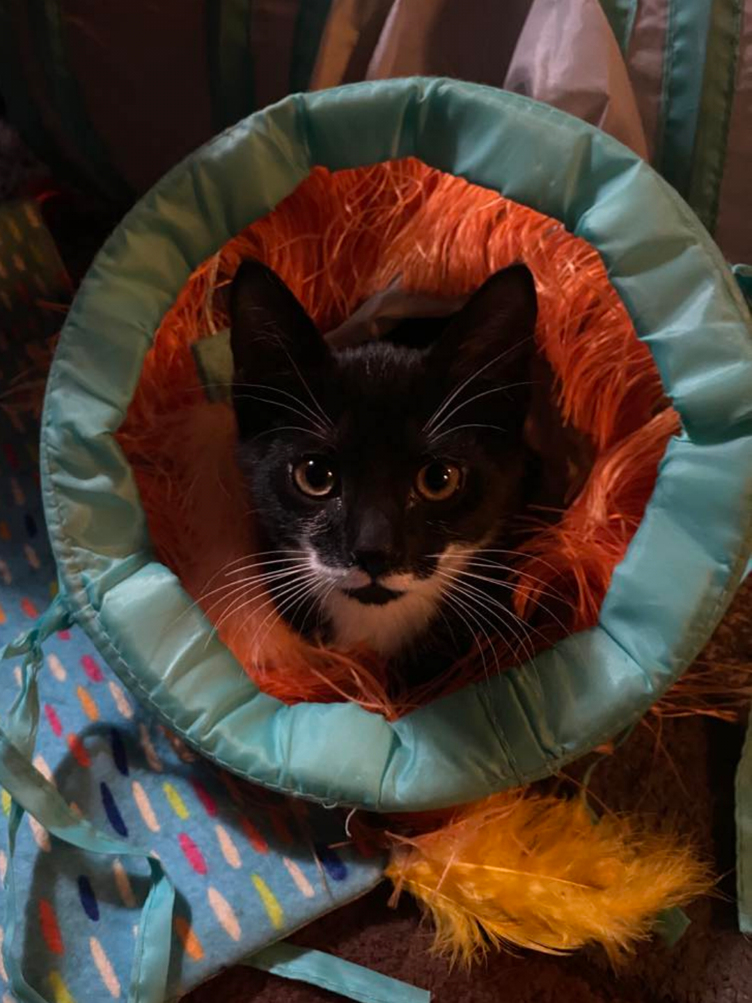 My girl Silvia has a better mustache than me :3 | Scrolller