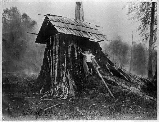 Discover more like Architecture: Tree Stump Houses and Related Content | Scrolller