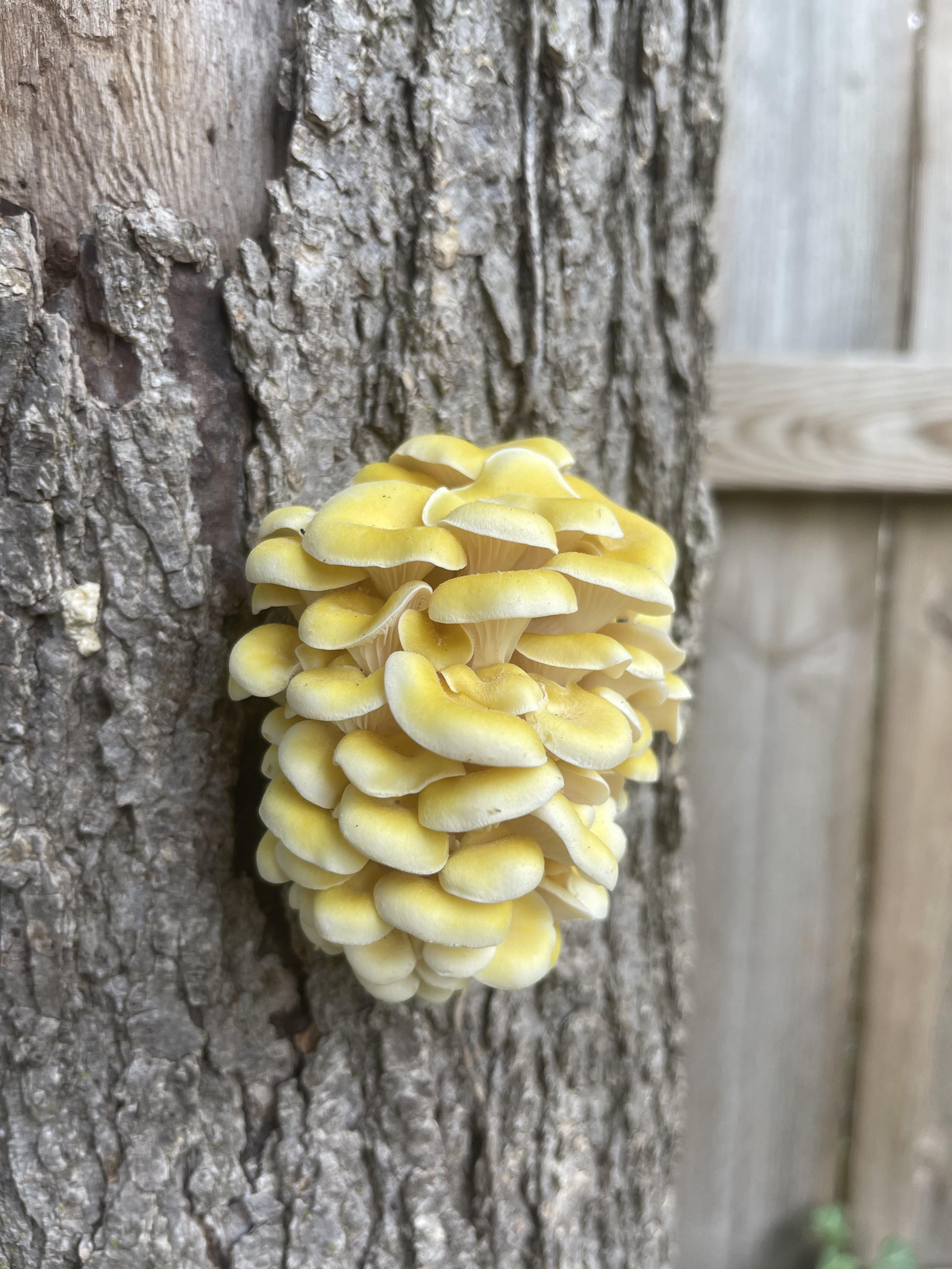 Beautiful mushrooms growing on our dead tree | Scrolller