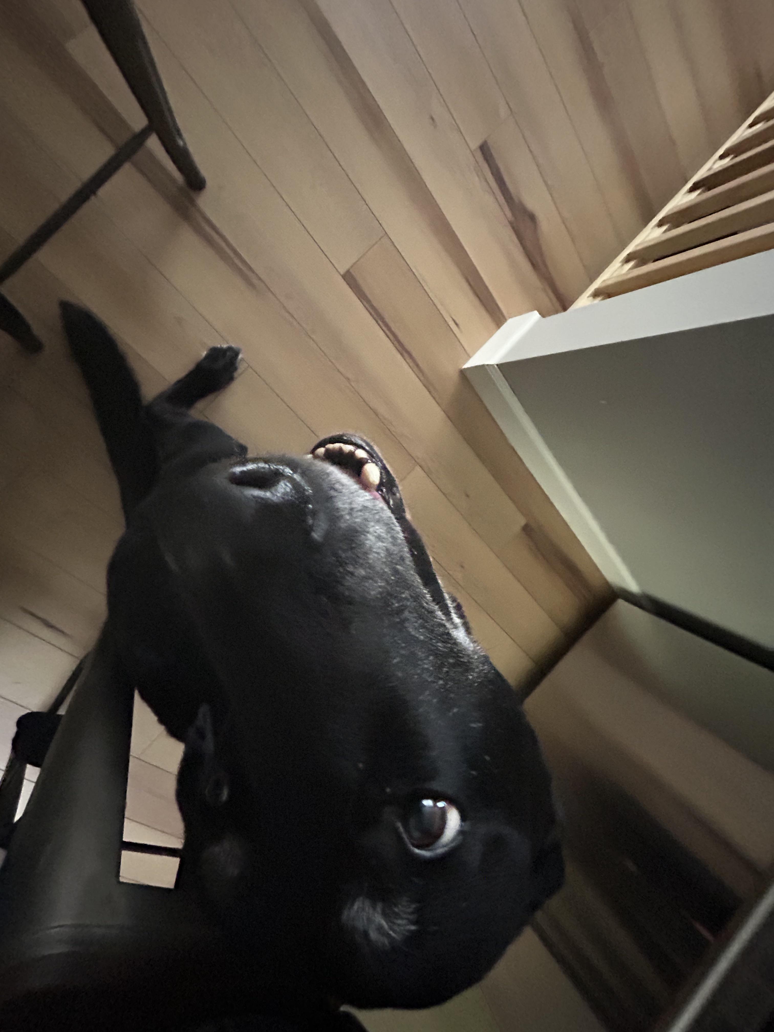 Here’s Max and Moose🫶 | Scrolller