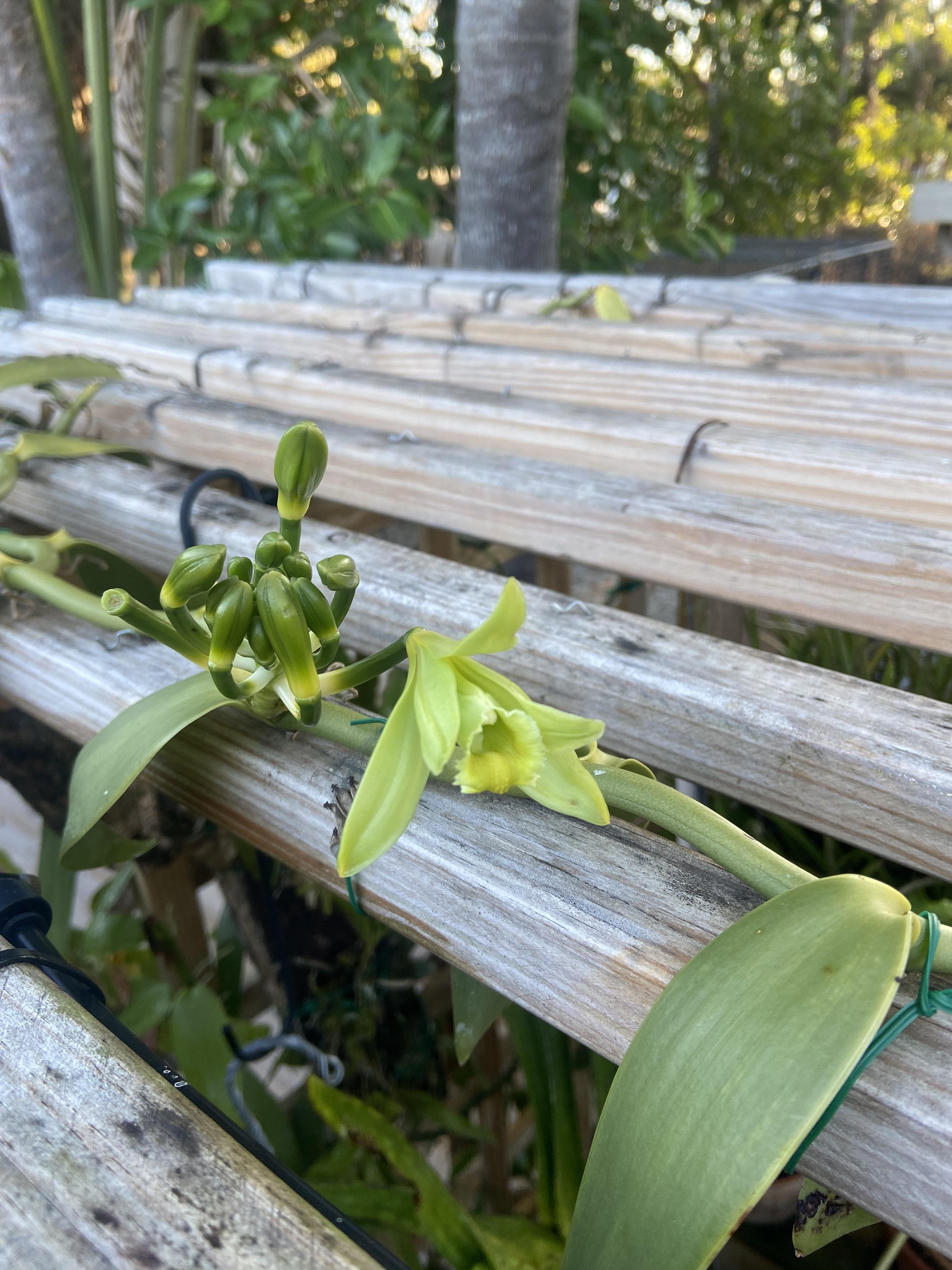 Vanilla orchids finally blooming | Scrolller