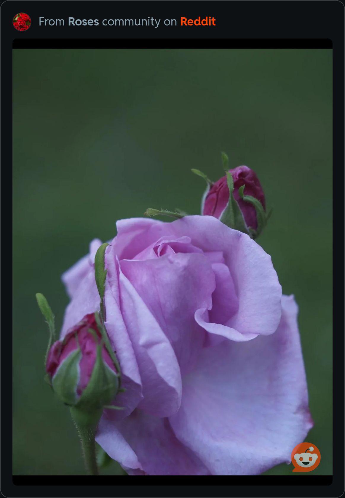 60 mm macro | Scrolller