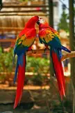 These Cute Scarlet Macaws 🦜 ️💛💙💚🧡🤎🤍💖💜 | Scrolller