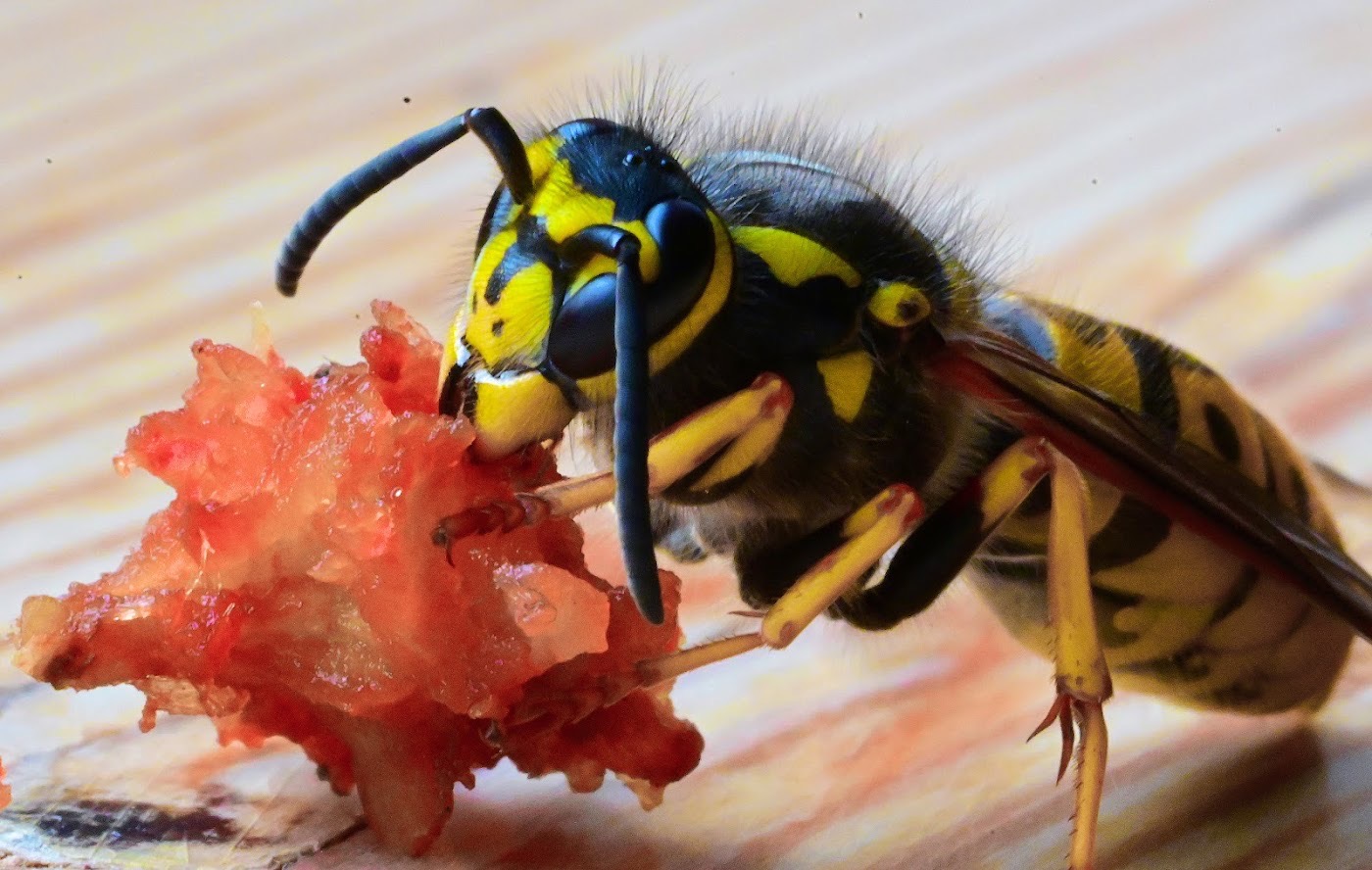 Wasp - Z50 with MC 105mm [OC] | Scrolller