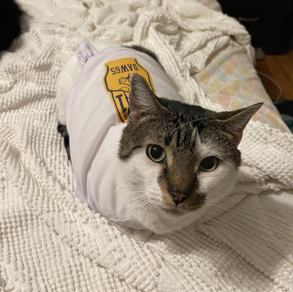 This is Jerry | Scrolller