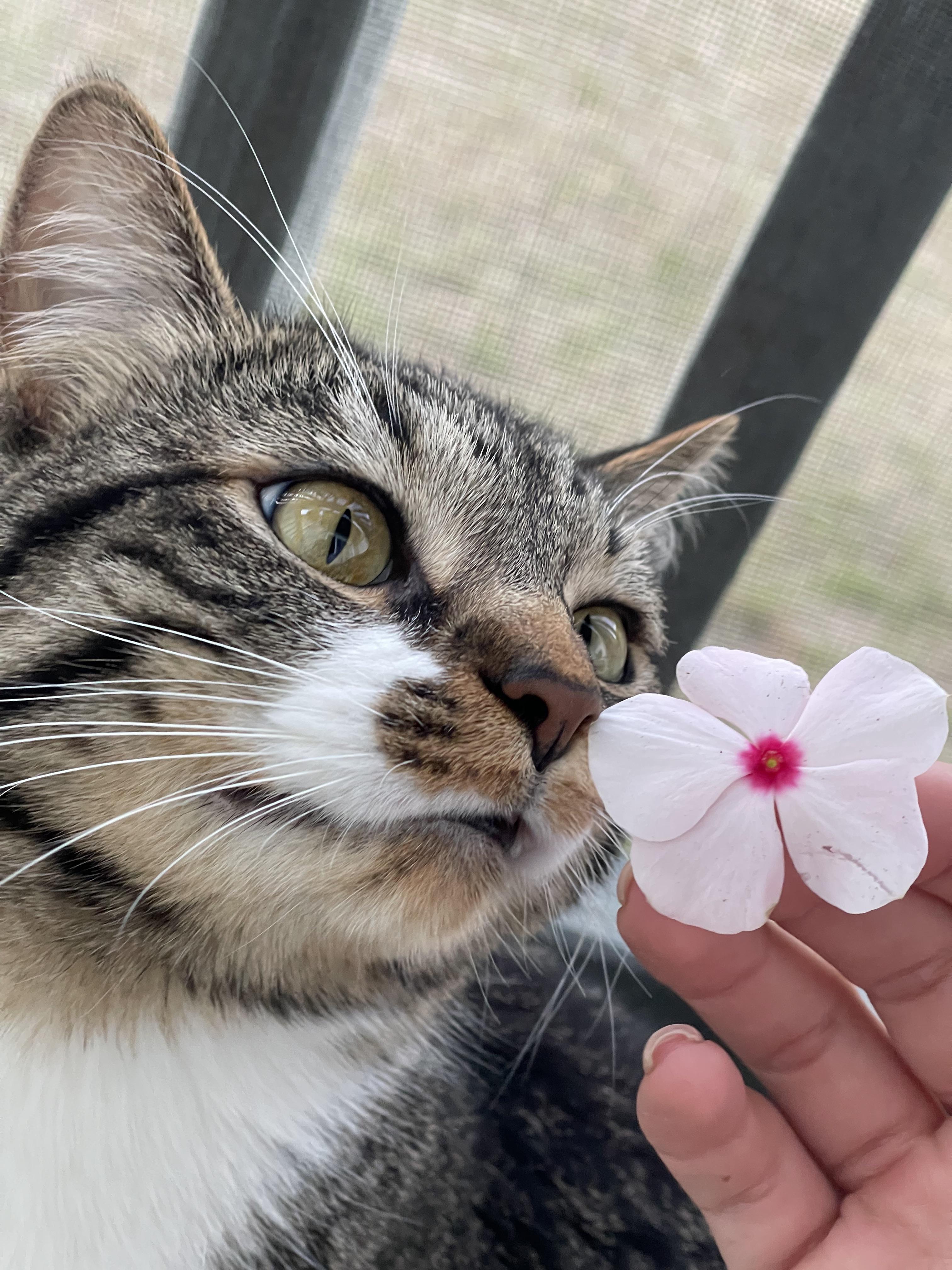 What a ham | Scrolller