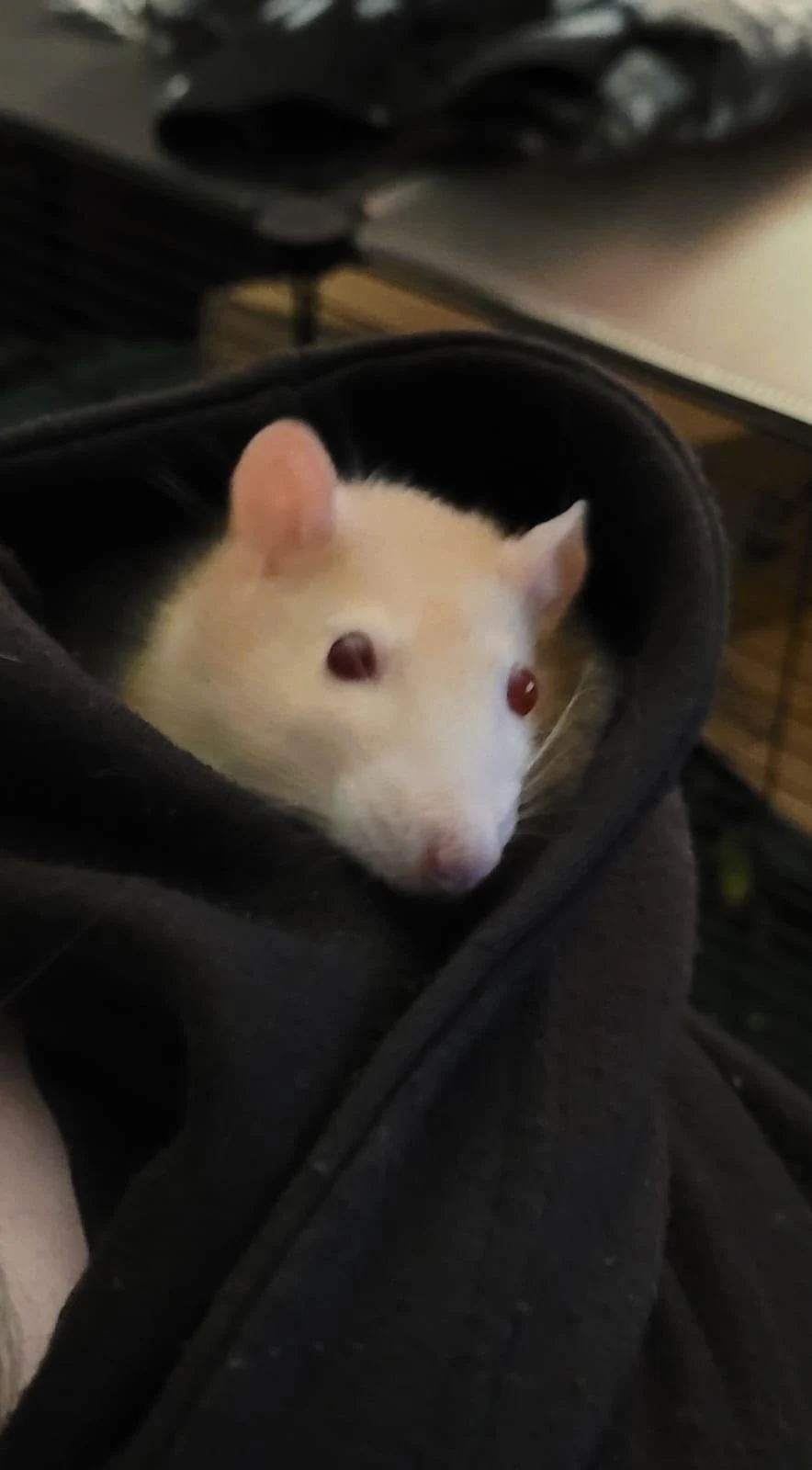 Itchy rat | Scrolller