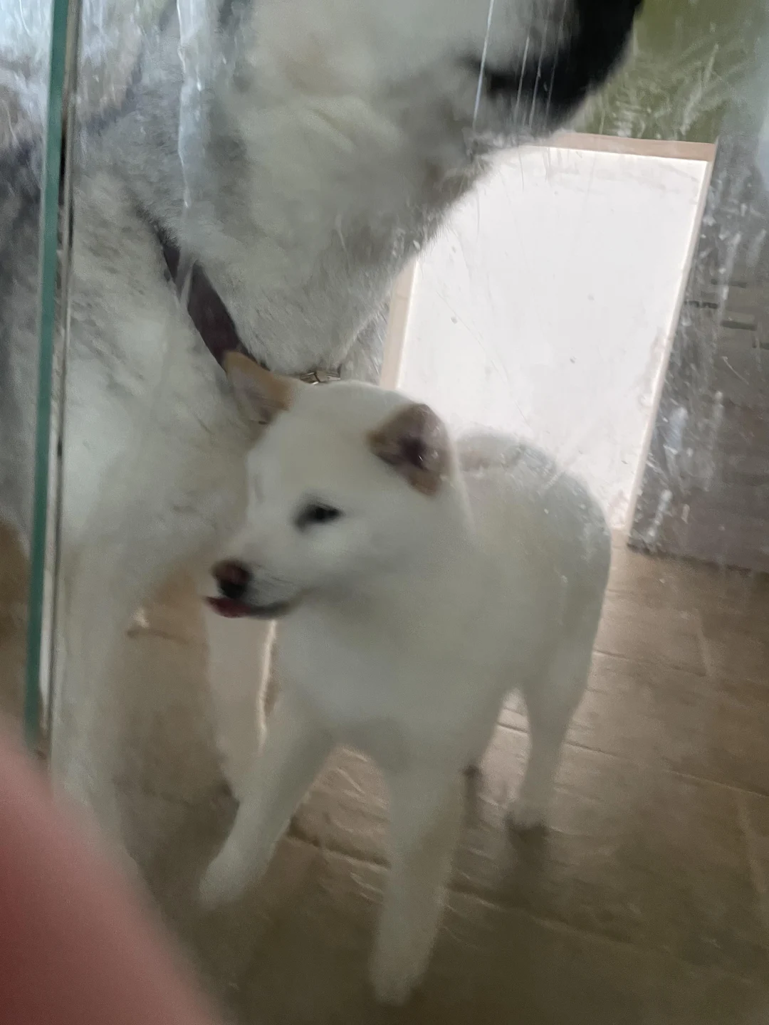 Milo from work decided he would mlem today! | Scrolller