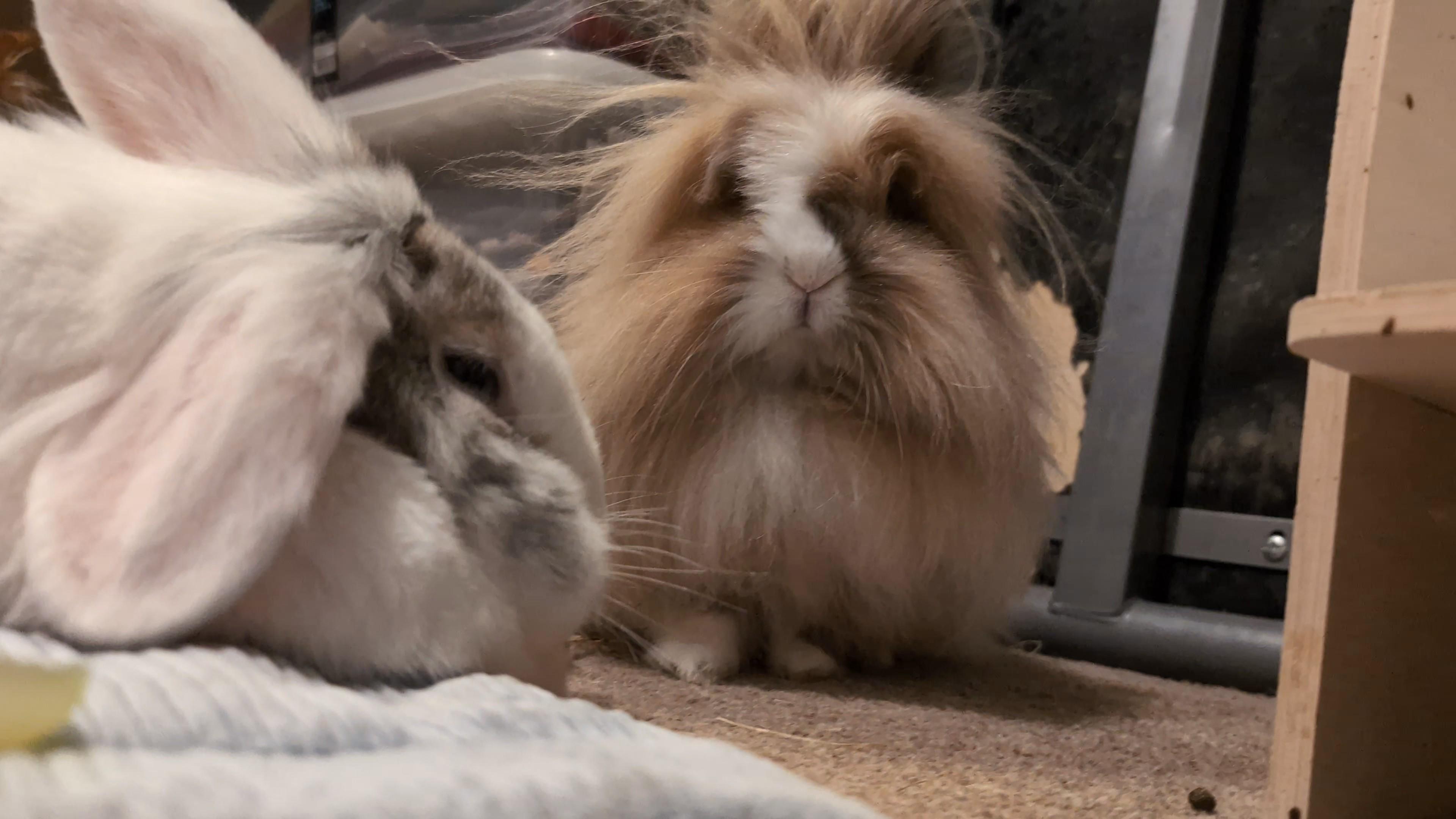 Their new album just dropped | Scrolller