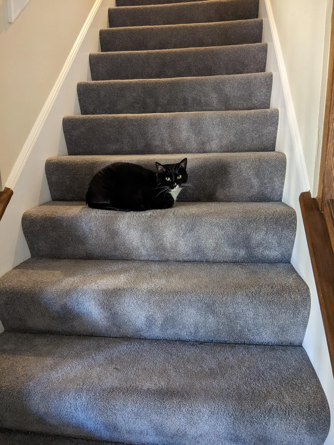 Trip Hazard Loaf | Scrolller