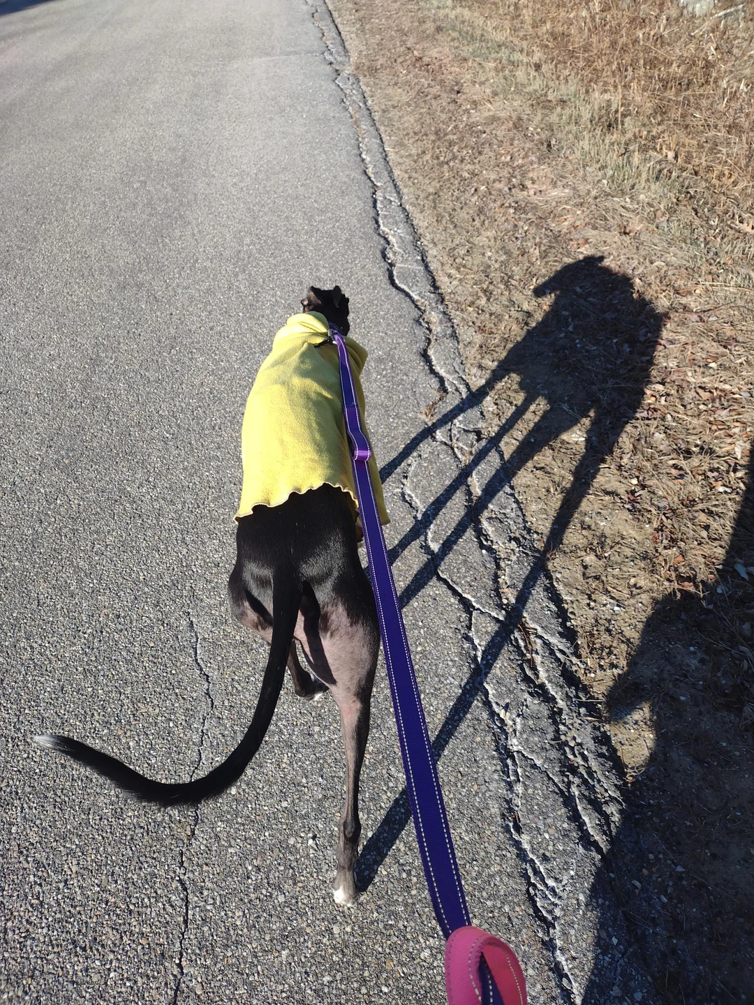 long stride, long tail, long shadow. | Scrolller