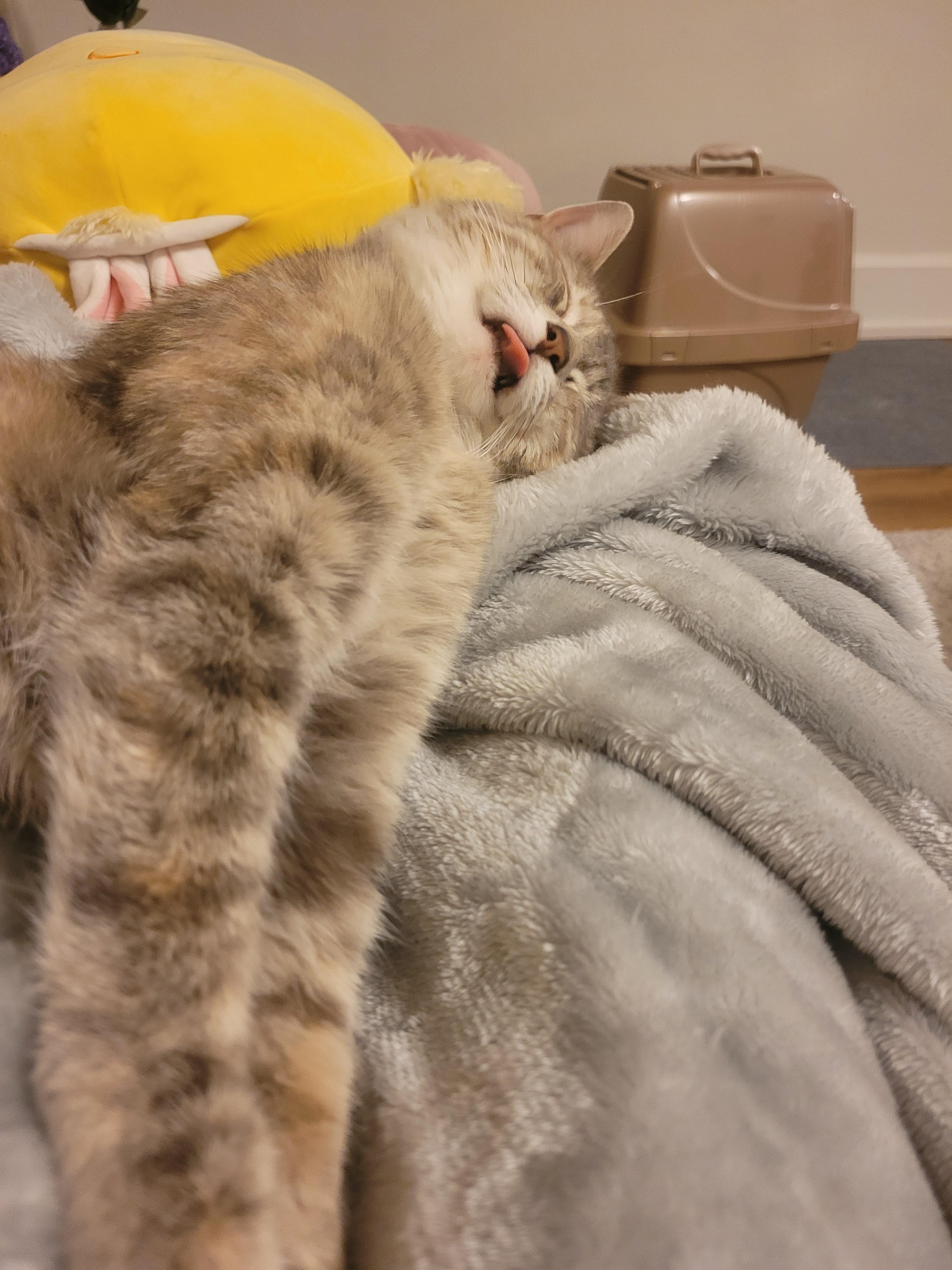 Sleepy blep from Missy | Scrolller