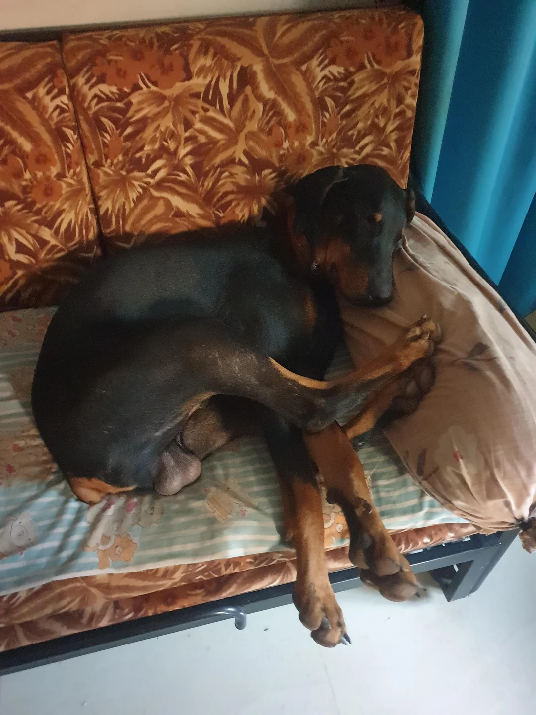 Nevermind my dog. He's chillin' | Scrolller