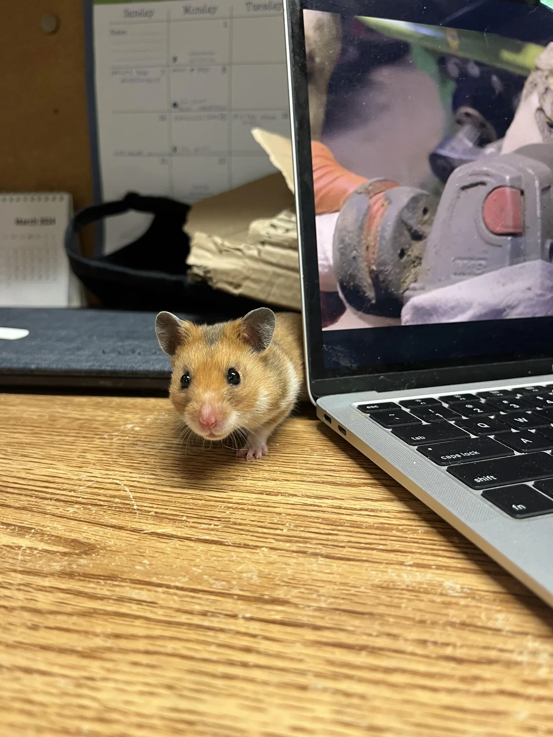 Lost my hamster after a month | Scrolller