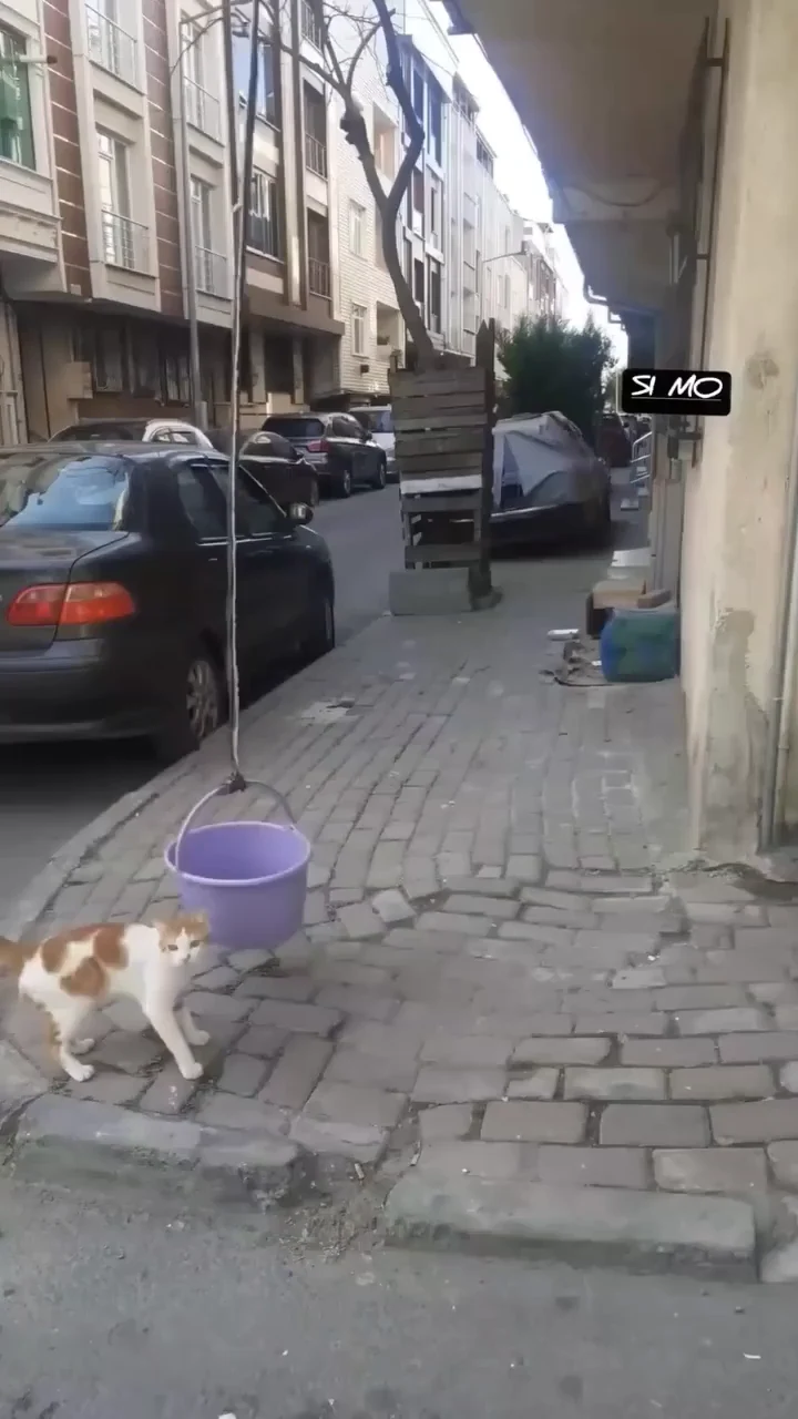 Catfishing | Scrolller