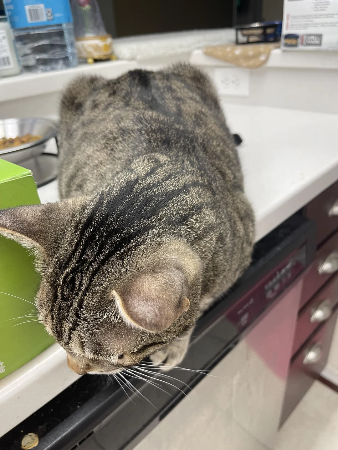 Sassy Loaf by Lux | Scrolller