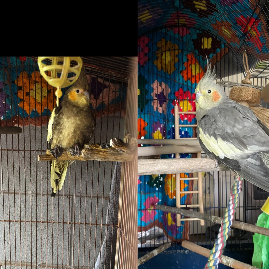 Baby on her gotcha day 2 years ago vs now. ️ | Scrolller