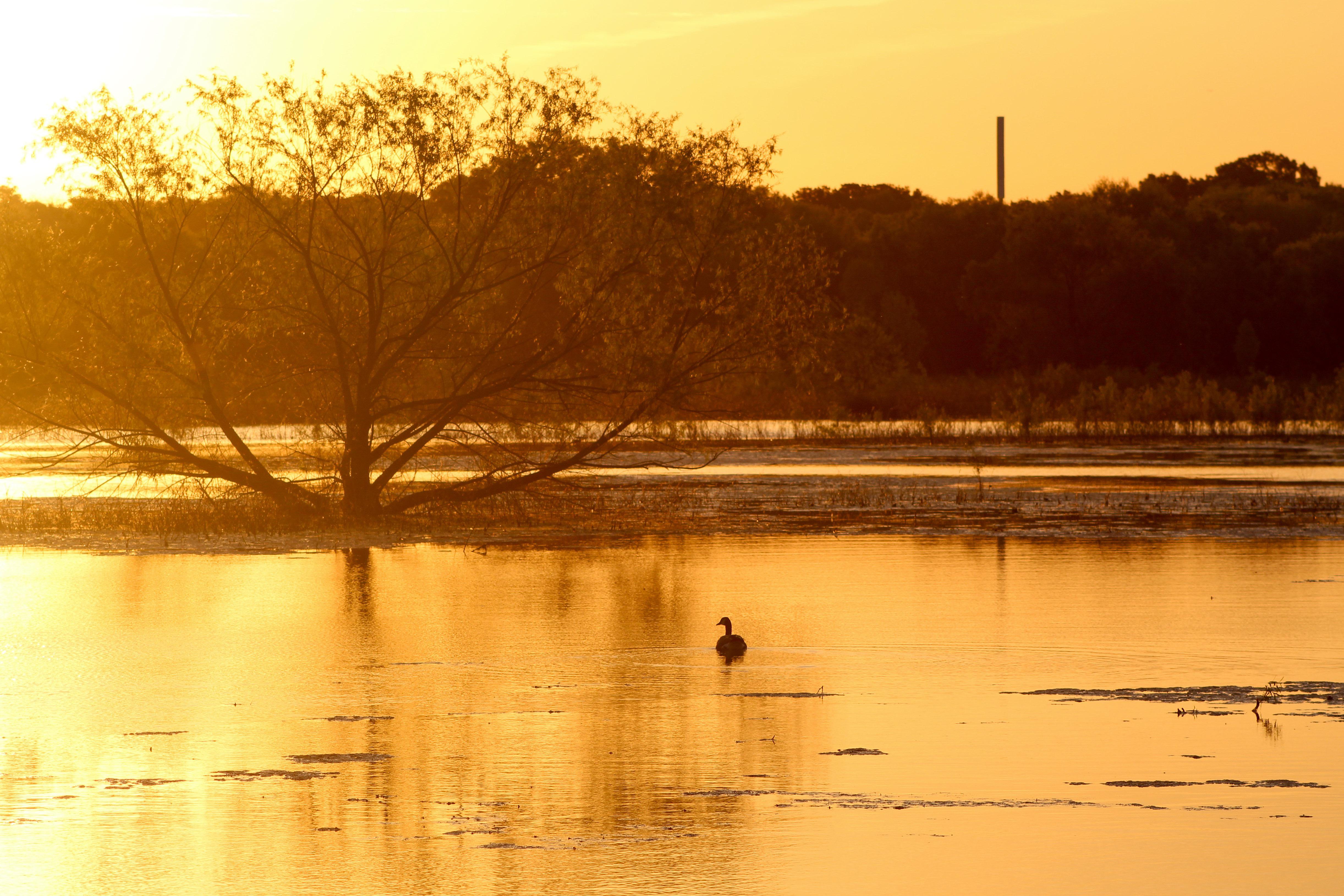 Canada Goose in the sunrise | Scrolller
