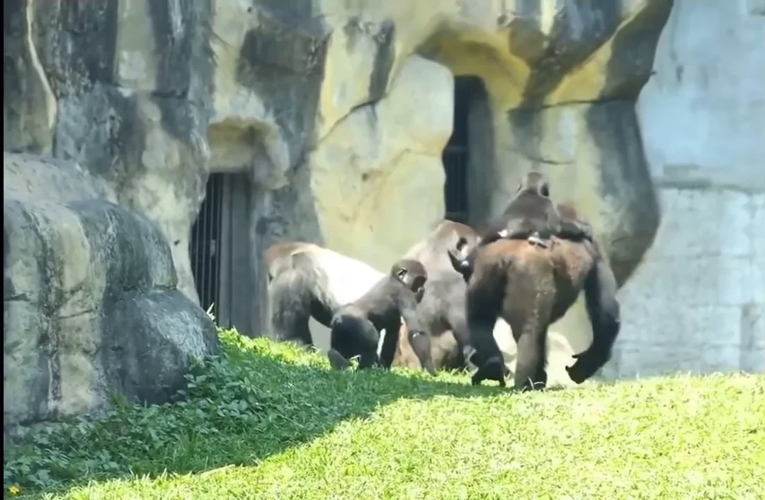 Big gorilla stops fight between two other gorillas | Scrolller