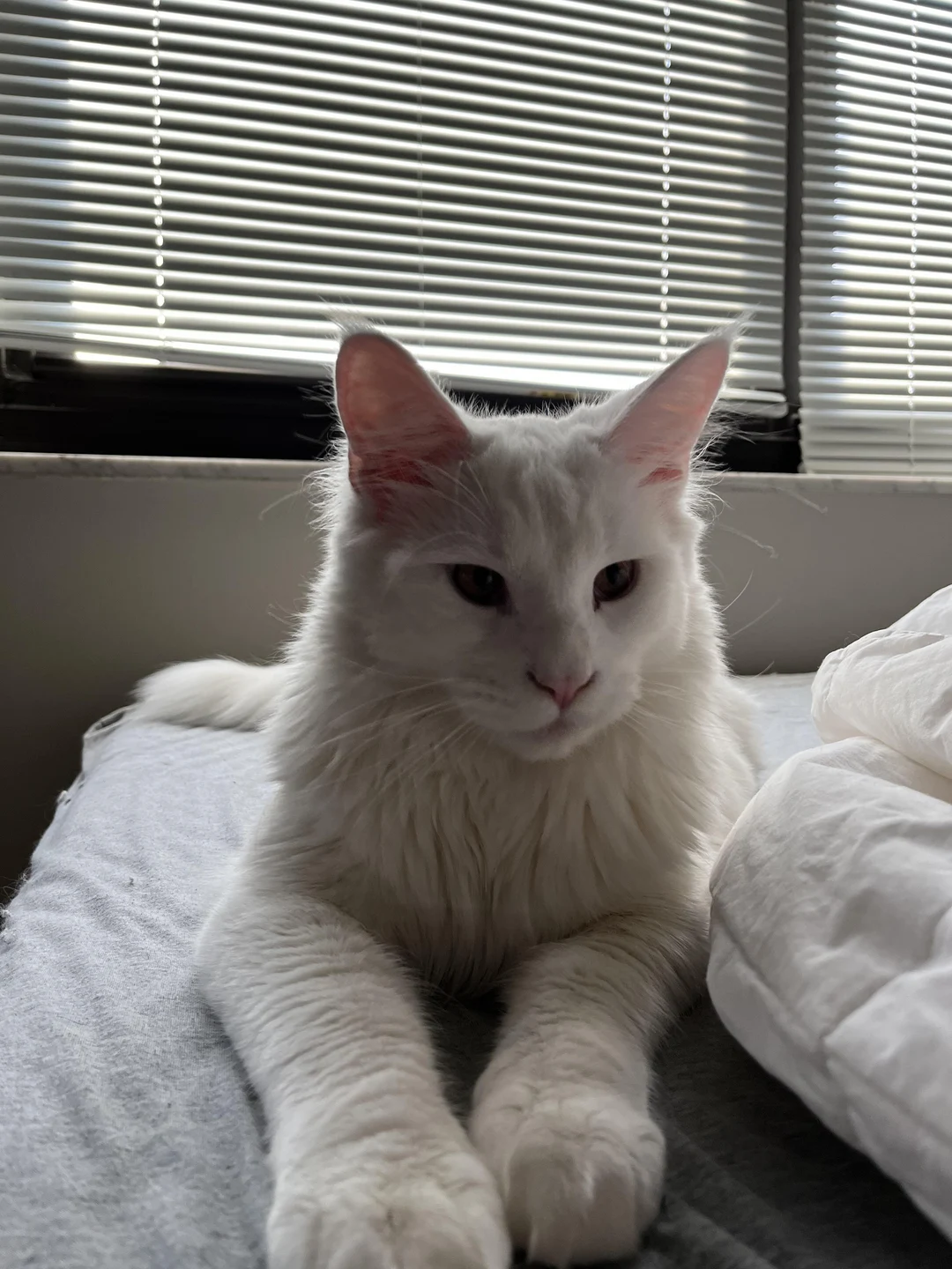 Mikey the EU Maine Coon | Scrolller